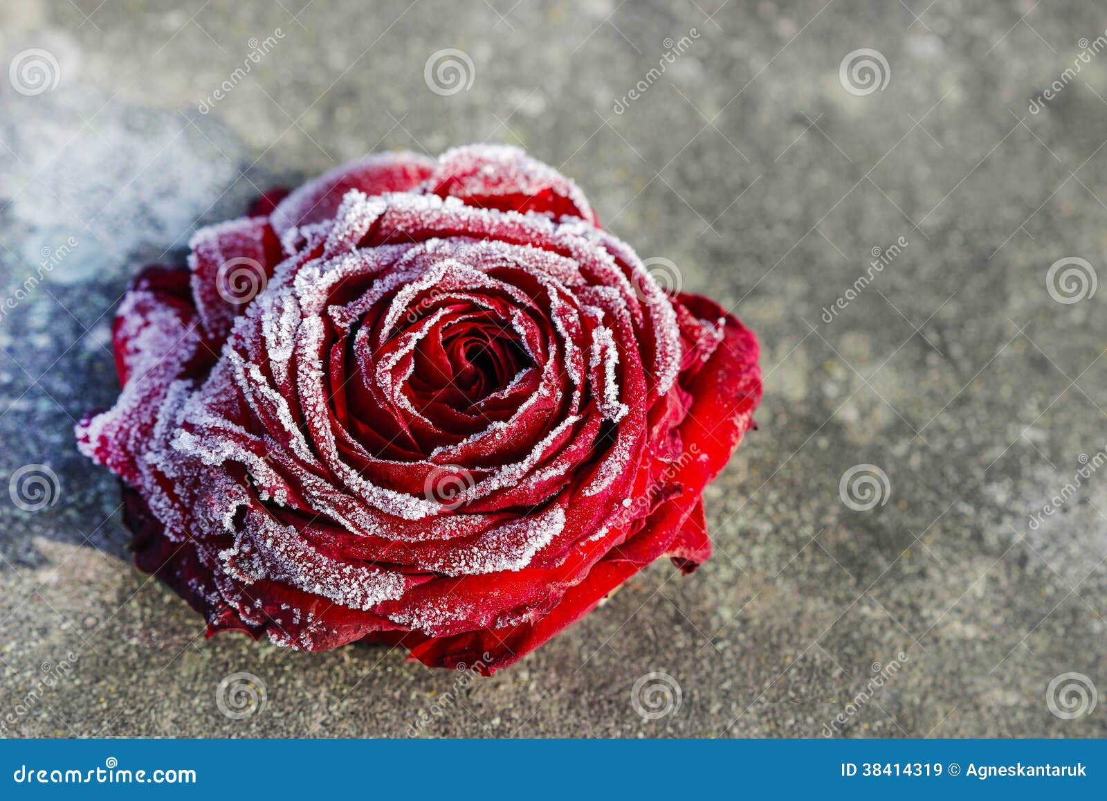 Frozen Red Rose on Stone Background Stock Image - Image of delicate ...