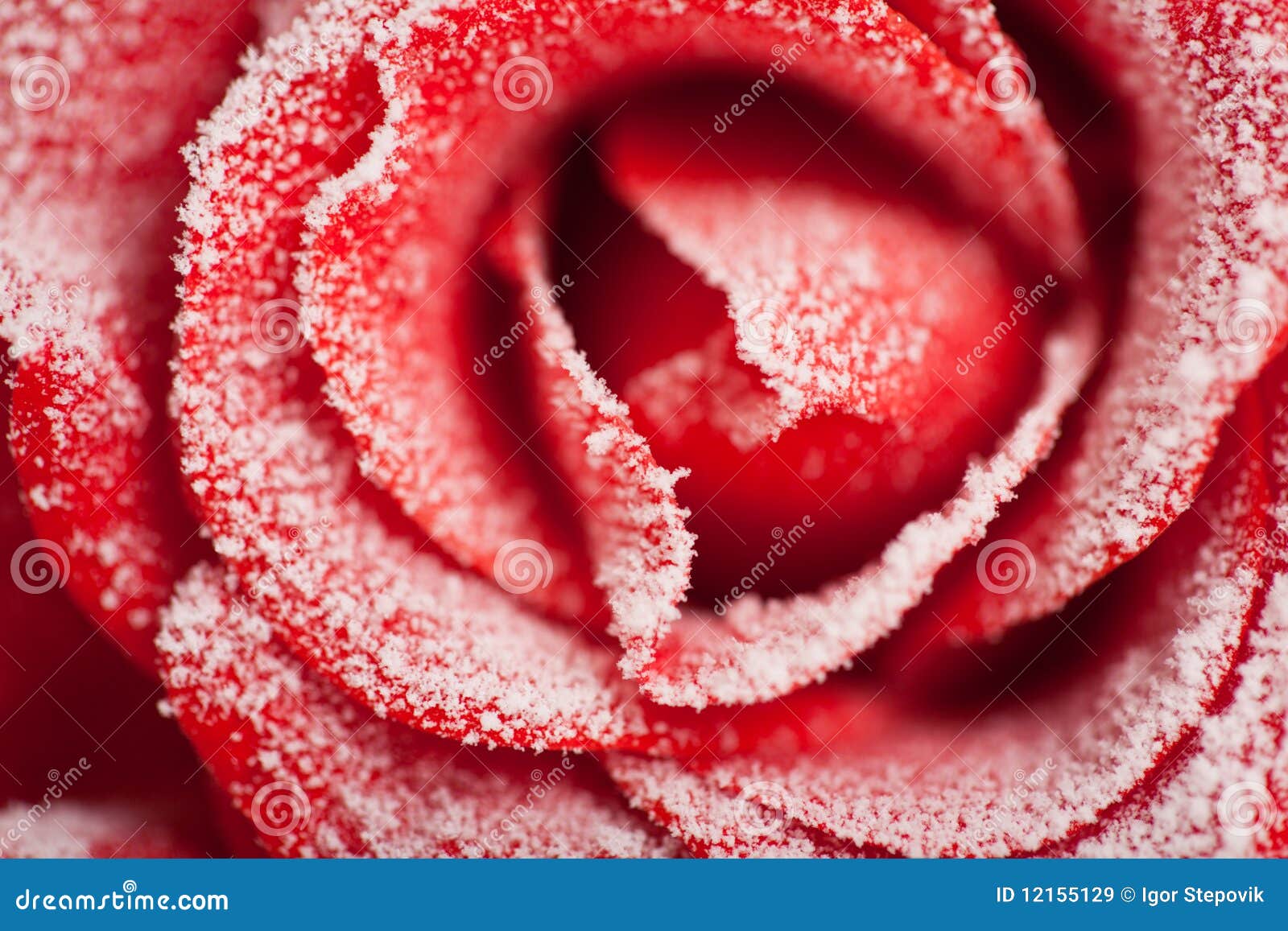 Frozen Red Rose in White Frost Stock Image - Image of frosty, frost ...