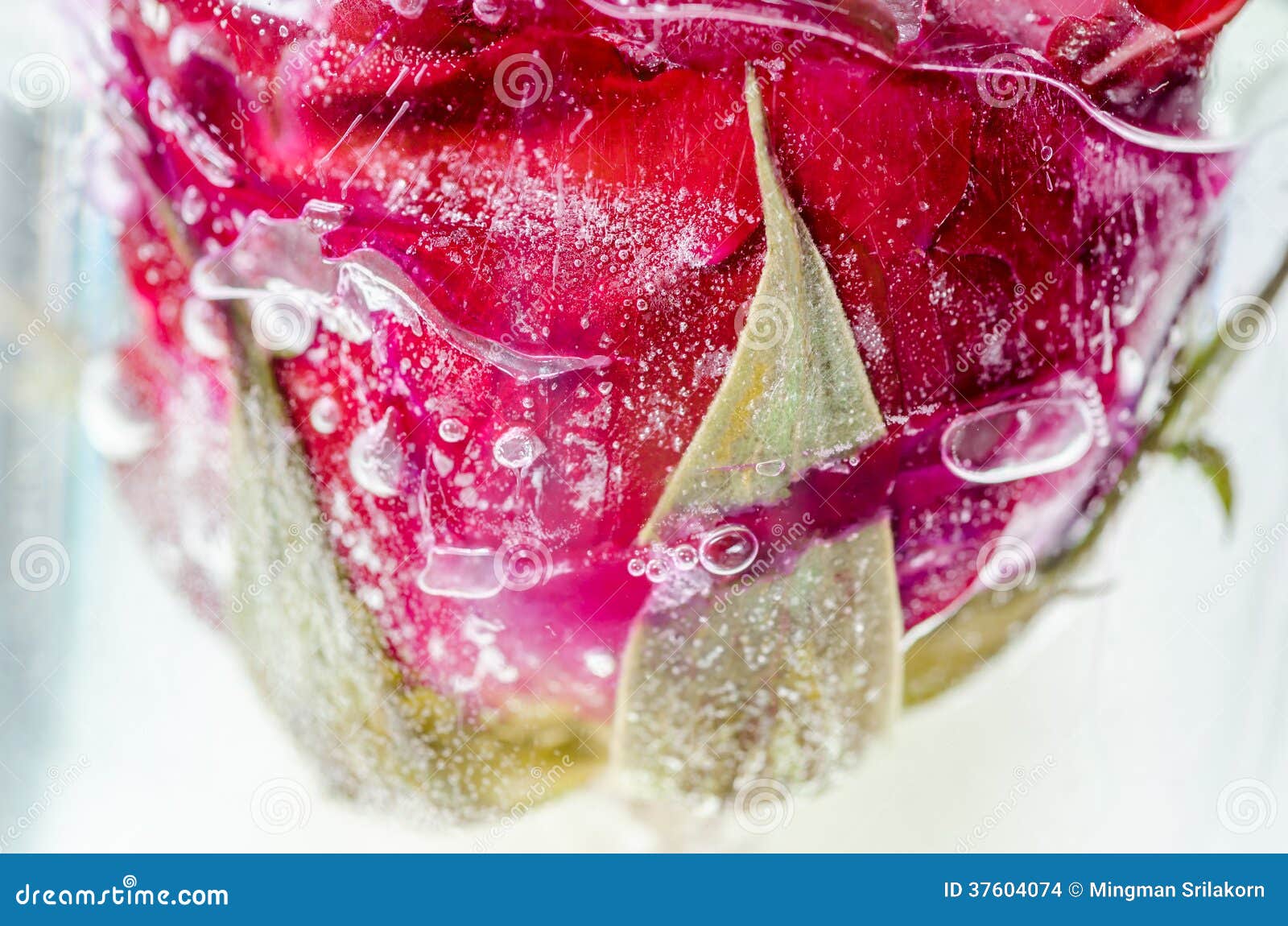Frozen Red Rose in White Frost Stock Photo - Image of pink, abstract ...