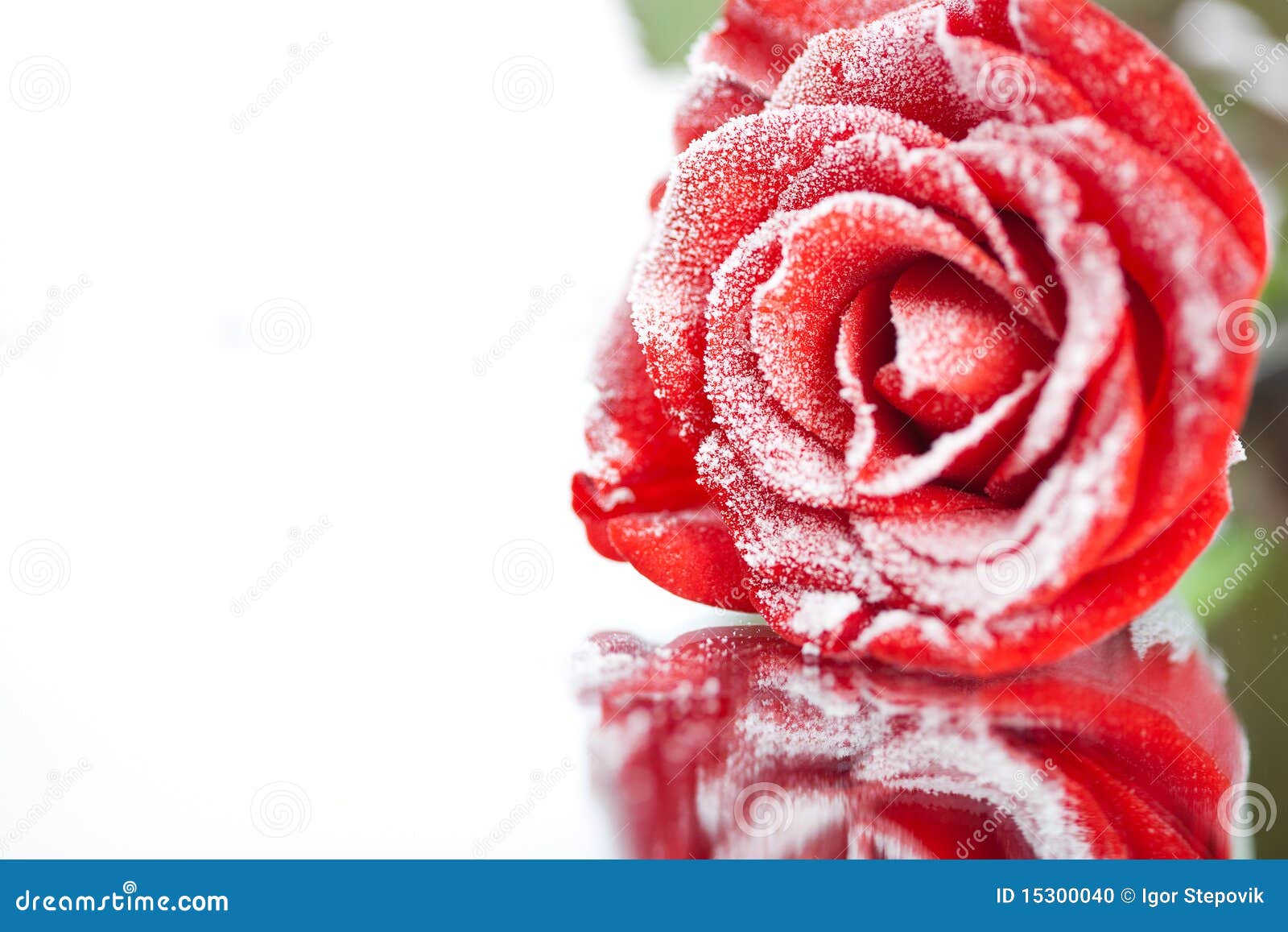 Frozen Red Rose in White Frost Lying on Mirror Stock Photo - Image of ...