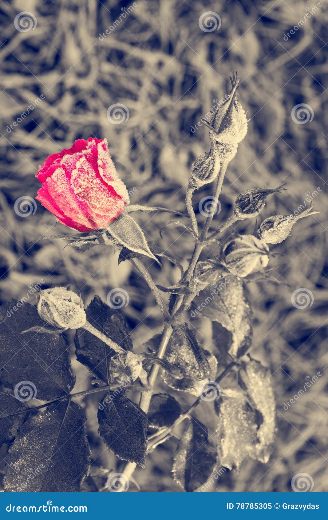 Frozen red rose stock image. Image of outdoors, romance - 78785305