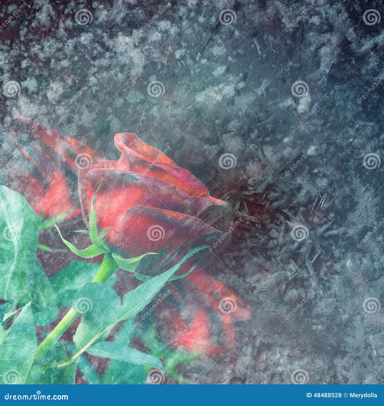 Frozen red roses stock photo. Image of giving, nature - 48488528