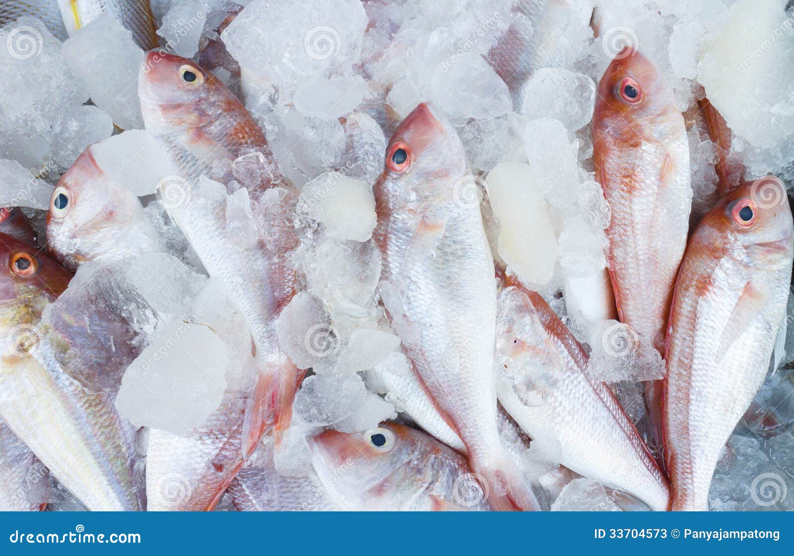 Frozen Red-Snapper stock image. Image of hard, selling - 33704573
