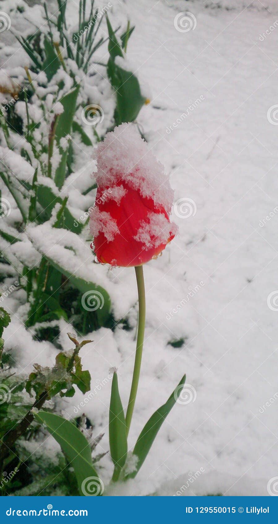 Frozen red tulip stock image. Image of winter, snow - 129550015
