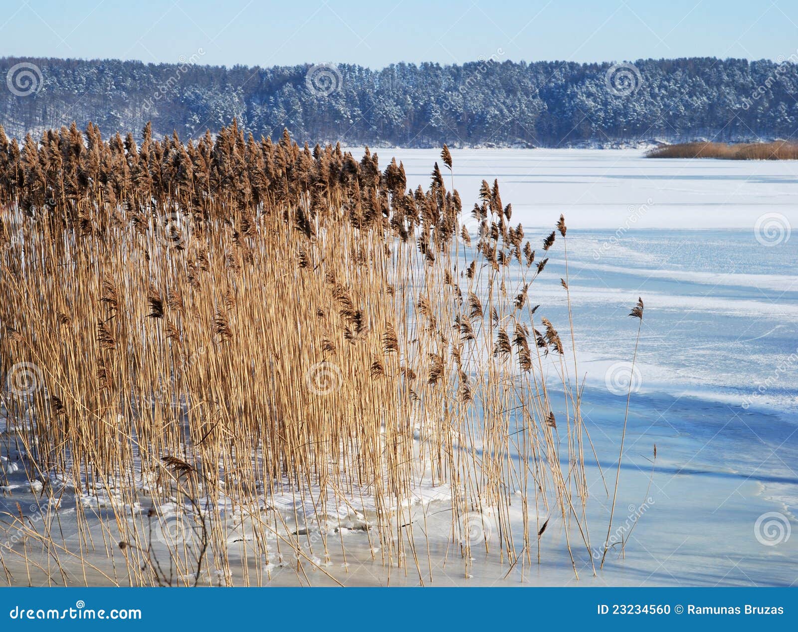 Frozen Reed stock photo. Image of europe, nature, plants - 23234560