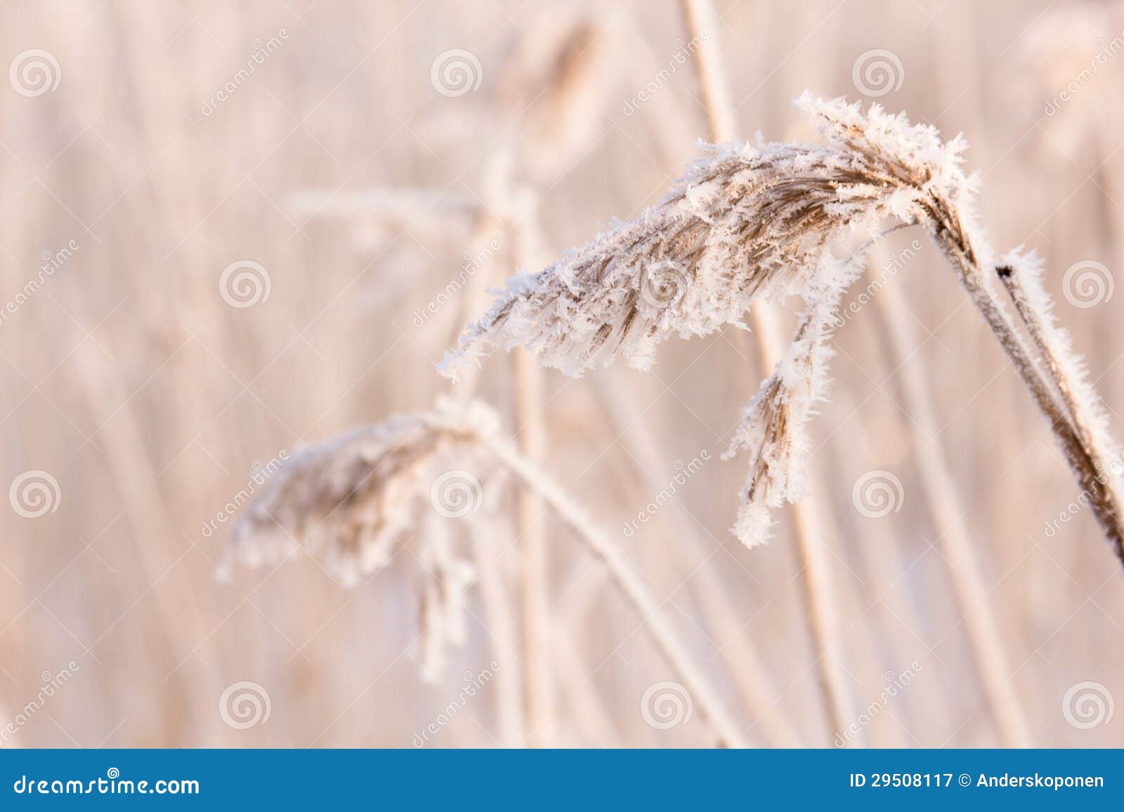 Frozen reed stock image. Image of frozen, background - 29508117