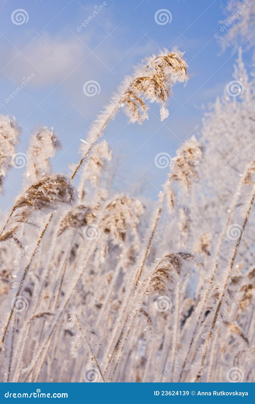 Frozen Reed Against Blue Sky Stock Image - Image of suomi, landscape ...