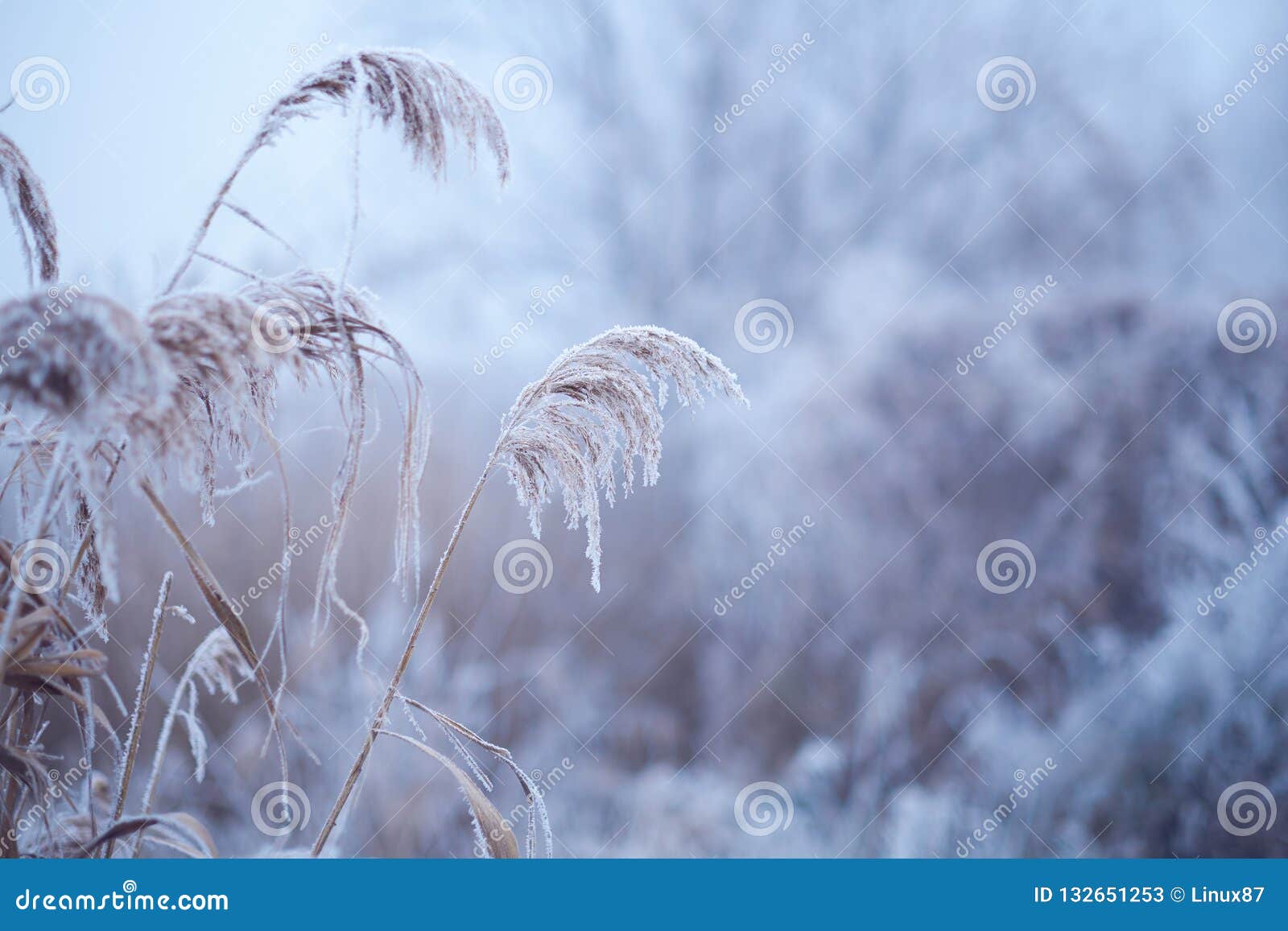 Frozen reed stock image. Image of frosty, snowdrift - 132651253