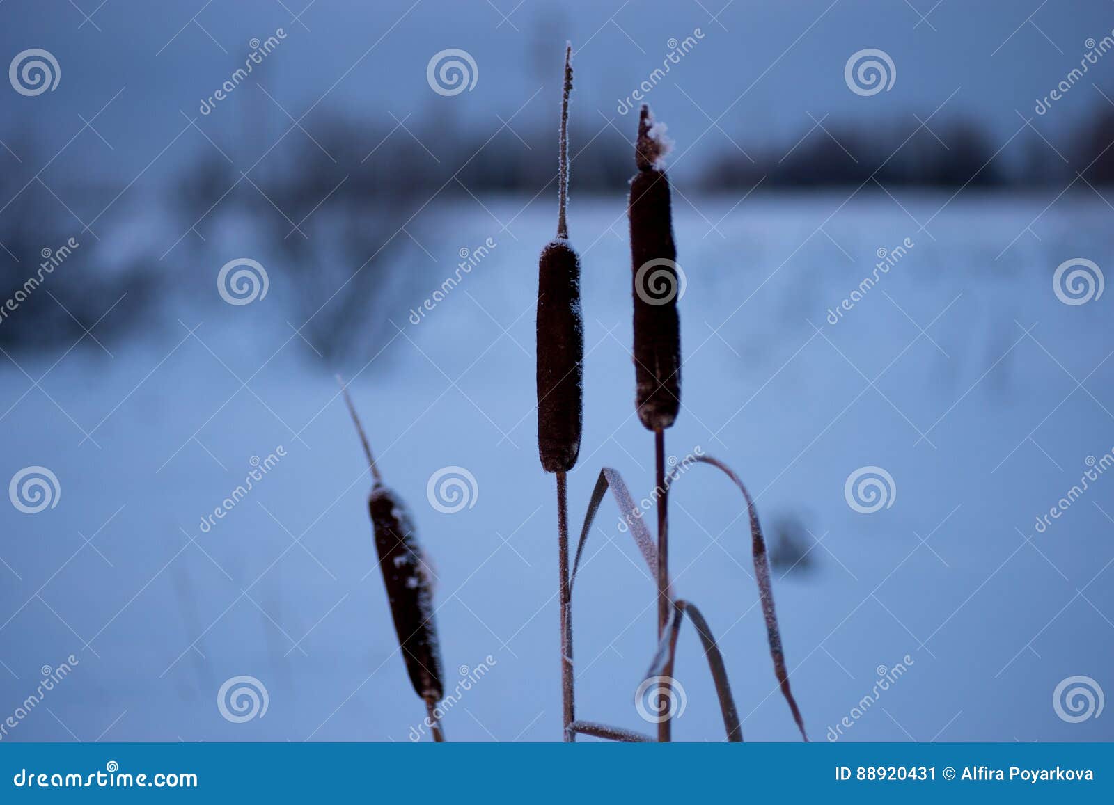 Frozen reed stock image. Image of bright, winter, blue - 88920431