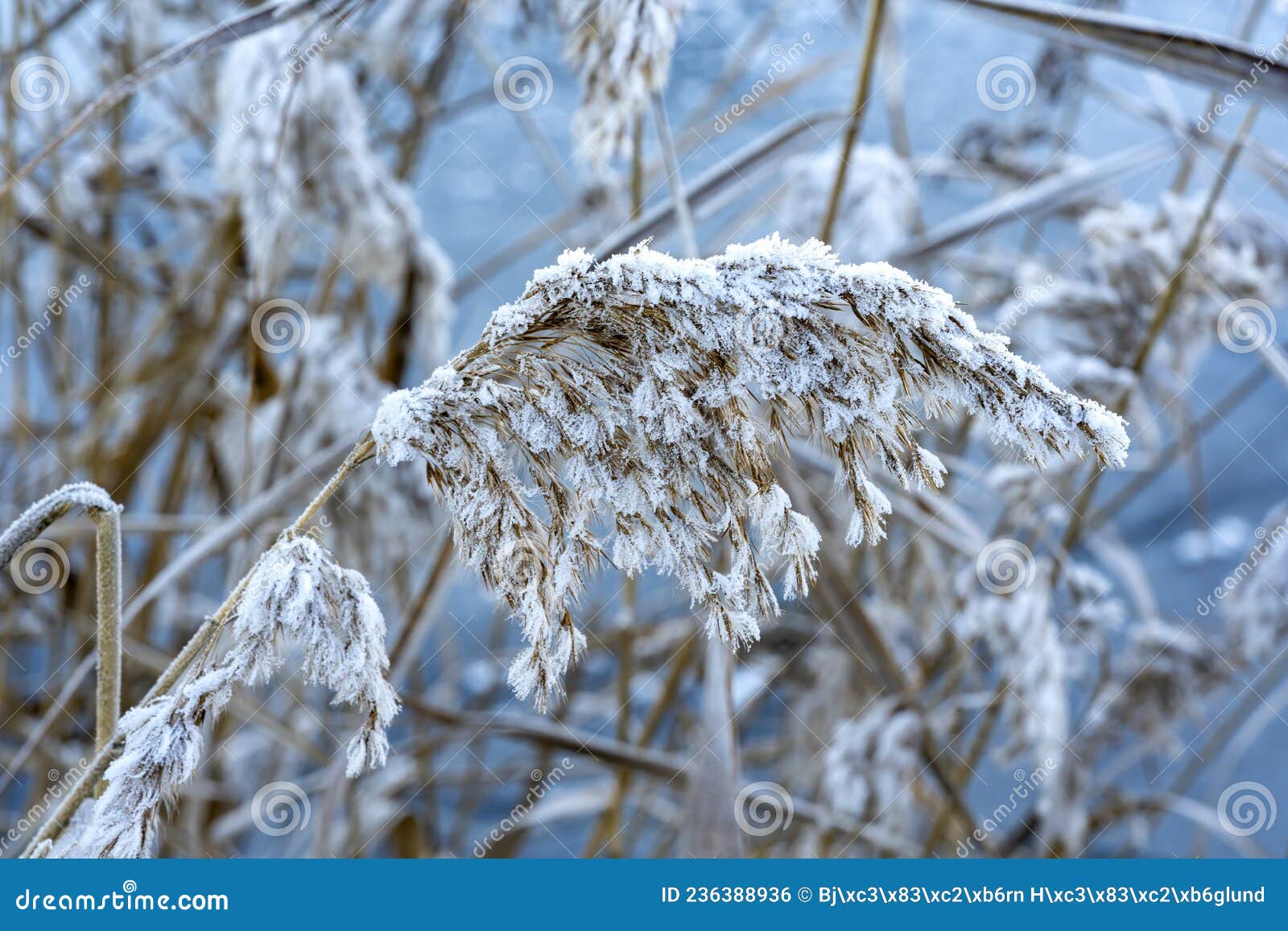 Frozen Reed stock photo. Image of beauty, natural, weather - 236388936