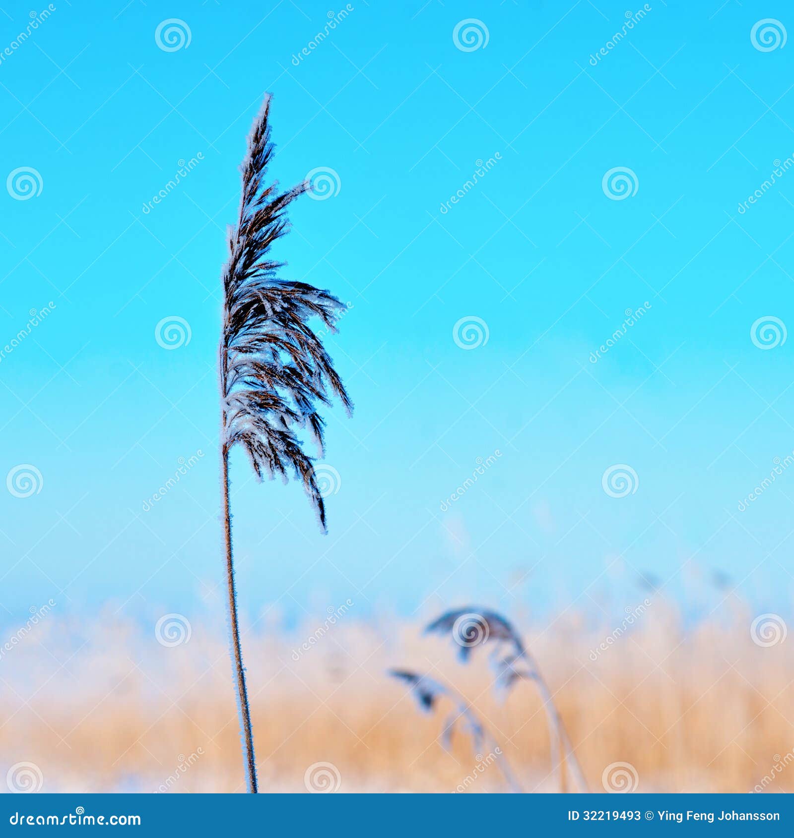 Frozen reed stock image. Image of reeds, frost, blue - 32219493