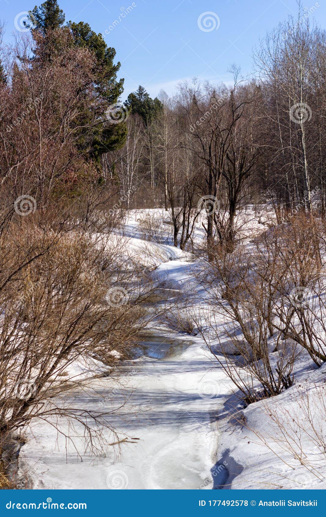 Frozen River in the Winter in the Forest Stock Photo - Image of cold ...