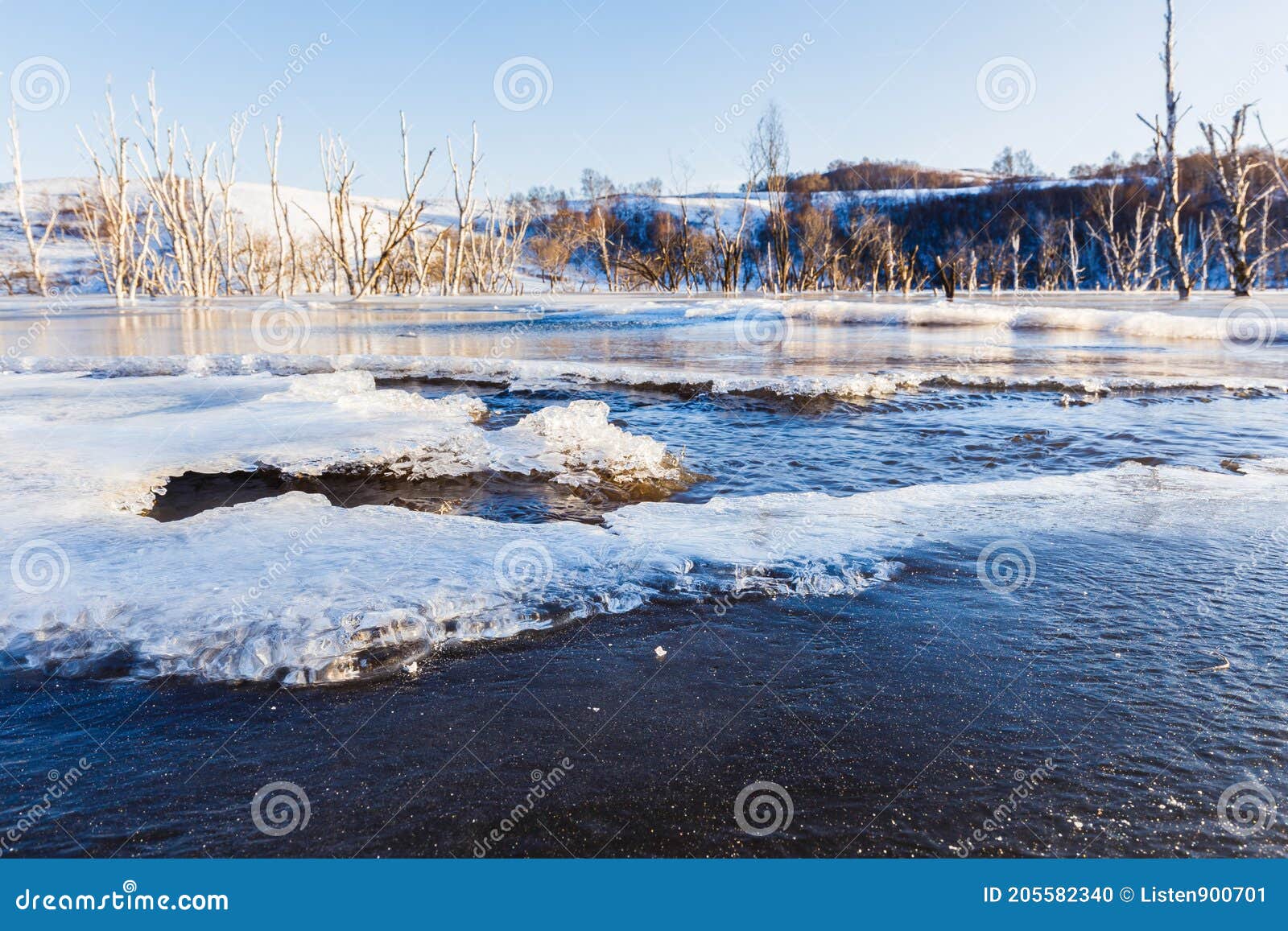 Frozen River and Woods on Ice in Winter Stock Photo - Image of cold ...