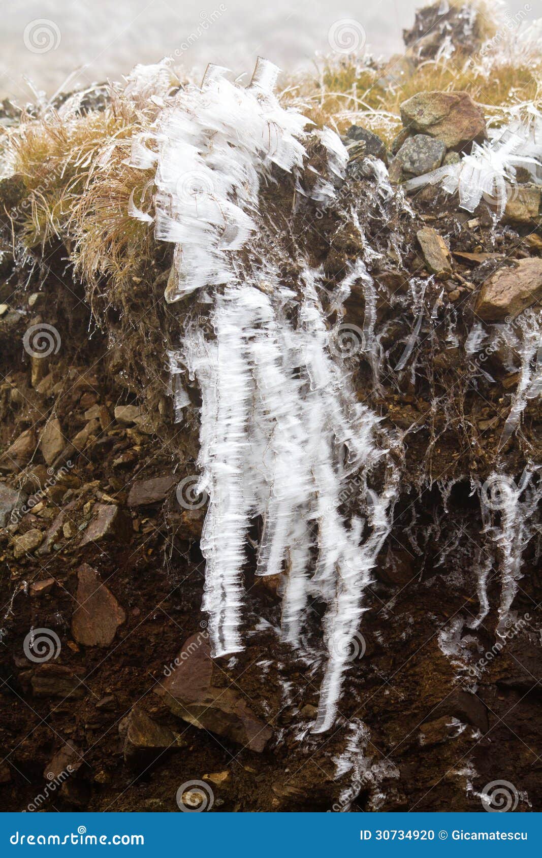 Frozen roots stock photo. Image of bush, lawn, frozen - 30734920