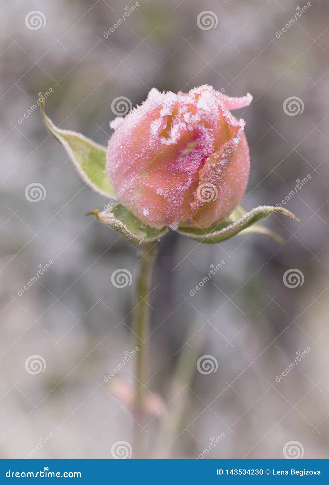 Frozen Rose stock photo. Image of frozenflower, perfection - 143534230