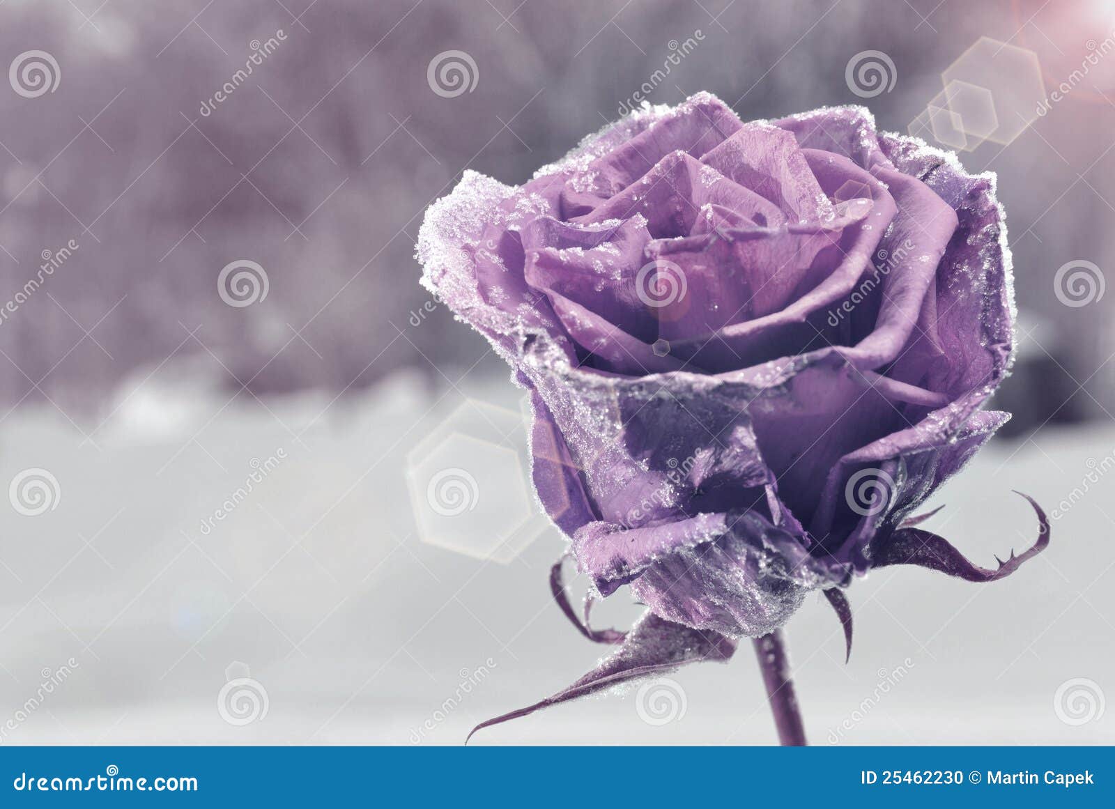 Frozen rose stock photo. Image of event, greeting, delicate - 25462230