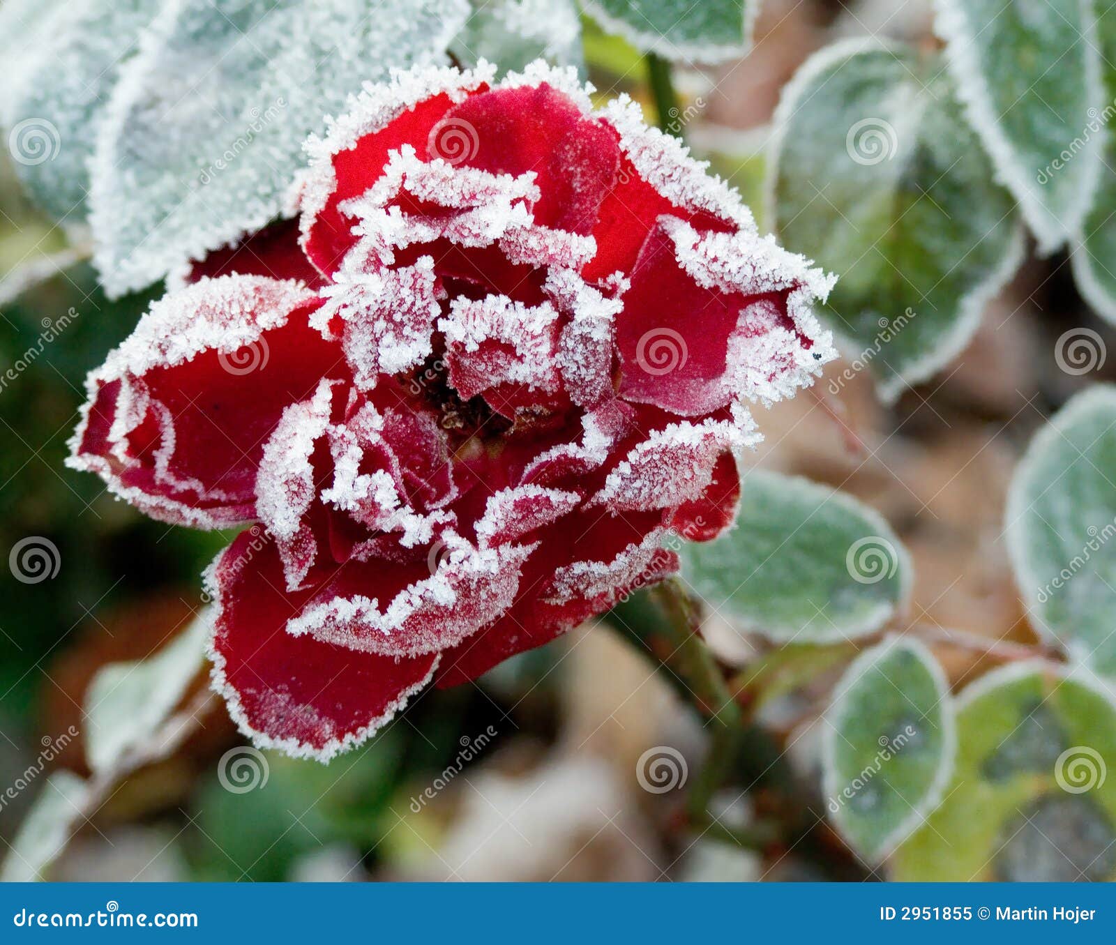 Frozen rose stock image. Image of garden, erysipelas, natural - 2951855