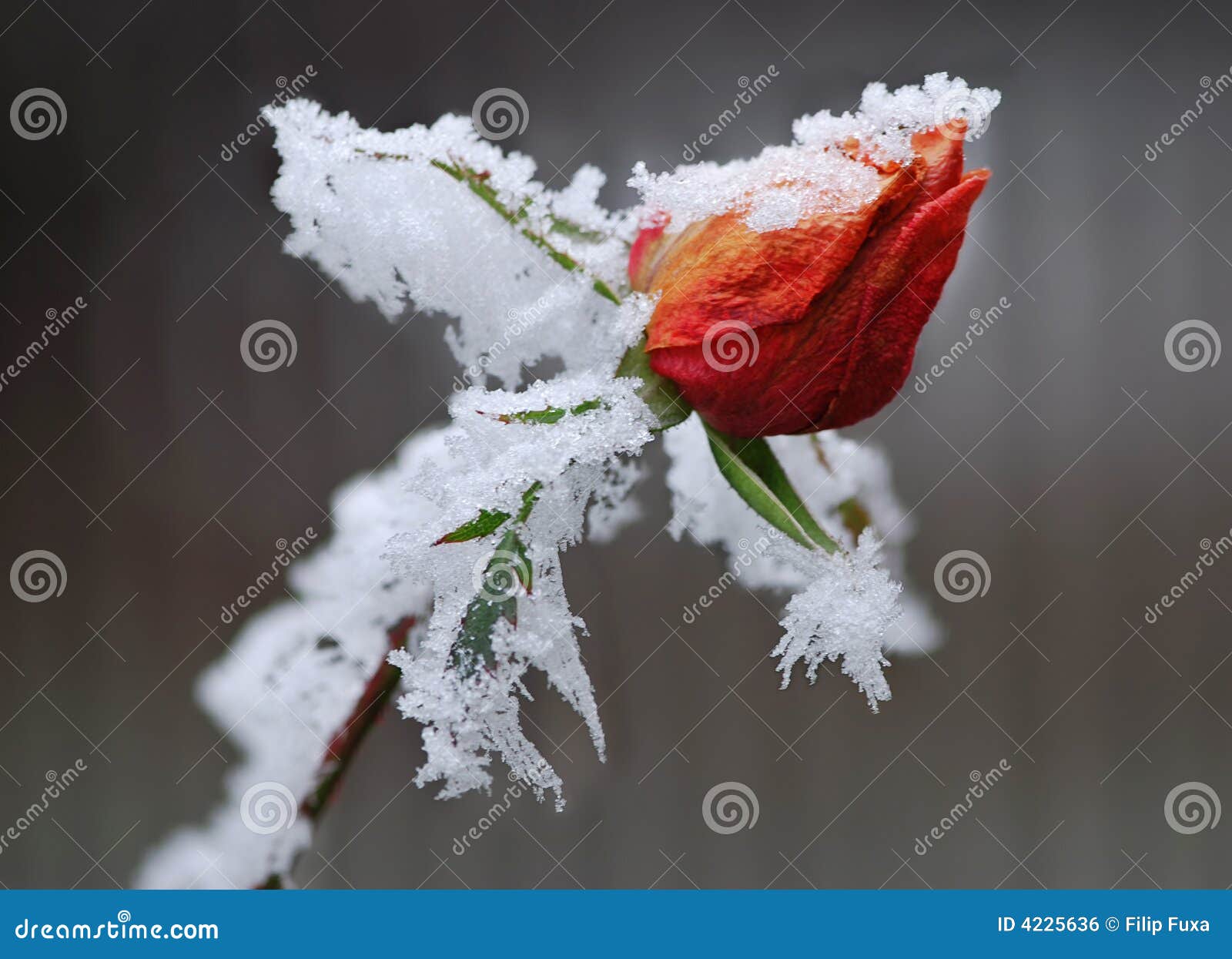 Frozen rose stock photo. Image of covered, rose, death - 4225636