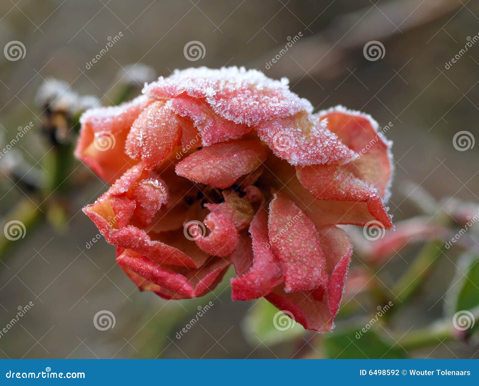 A frozen rose stock photo. Image of nature, season, detail - 6498592