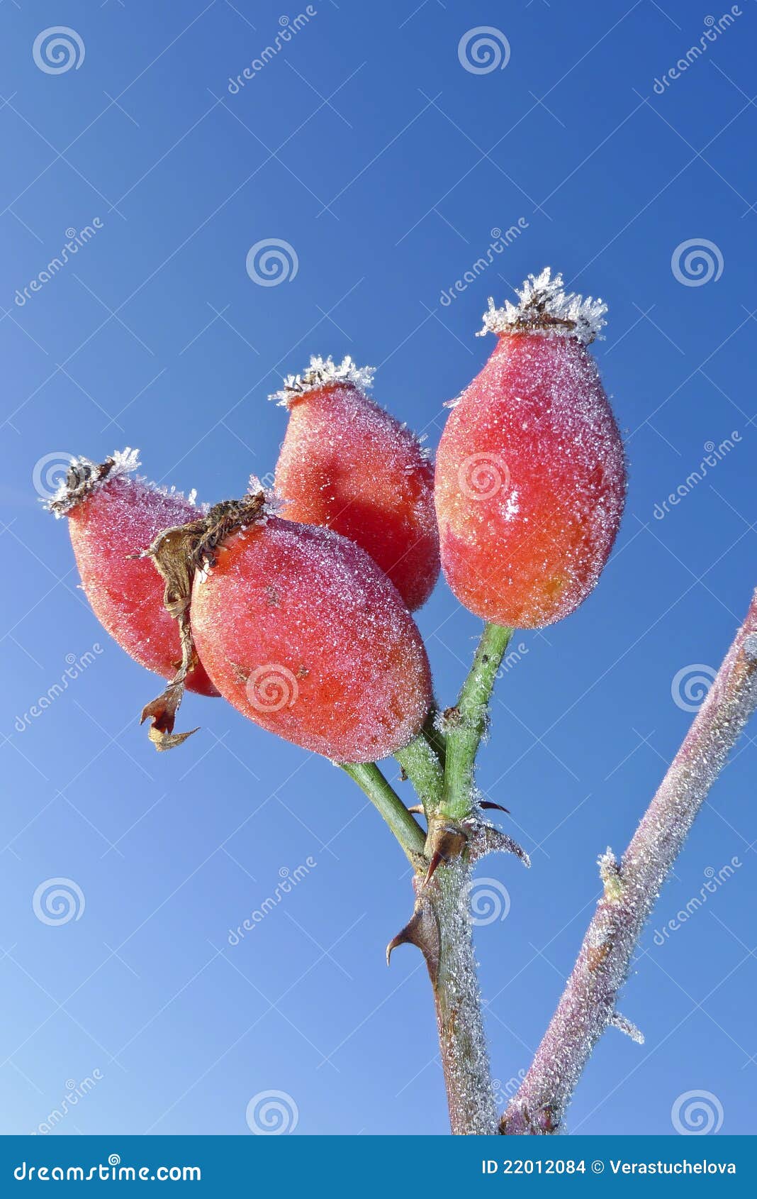 955 Frozen Hips Stock Photos - Free & Royalty-Free Stock Photos from ...