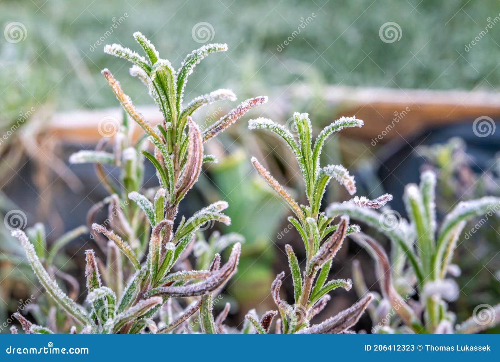 Frozen Rosemary Growing in the High Bed in Winter Stock Image - Image ...