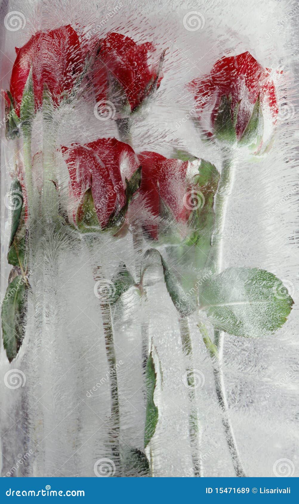 Frozen Roses stock image. Image of roses, leaves, stems - 15471689