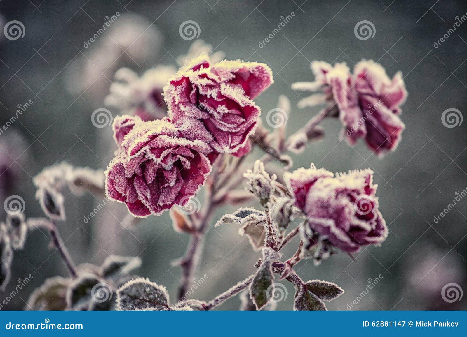 Frozen roses. stock image. Image of frost, rose, hoarfrost - 62881147