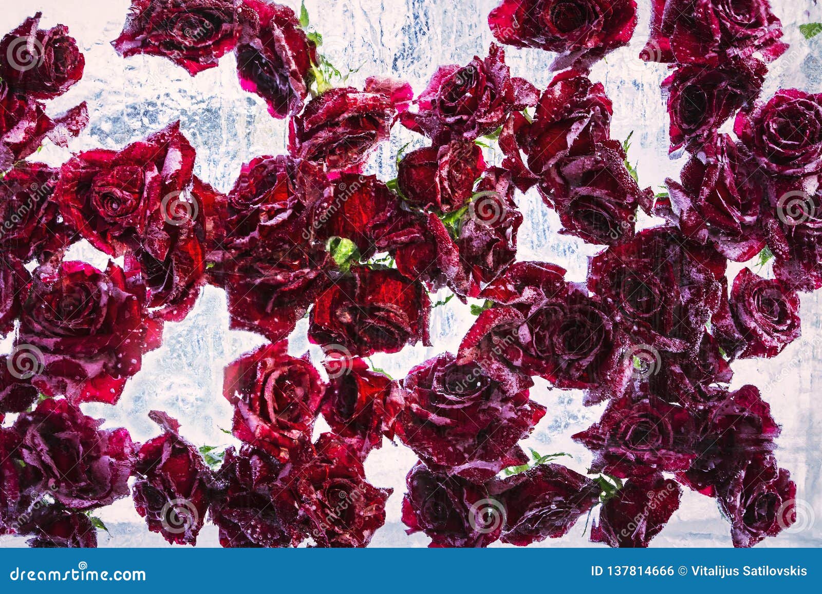 Frozen Roses in Ice Cube. Rose in a Cube of Ice, Beautiful Composition ...