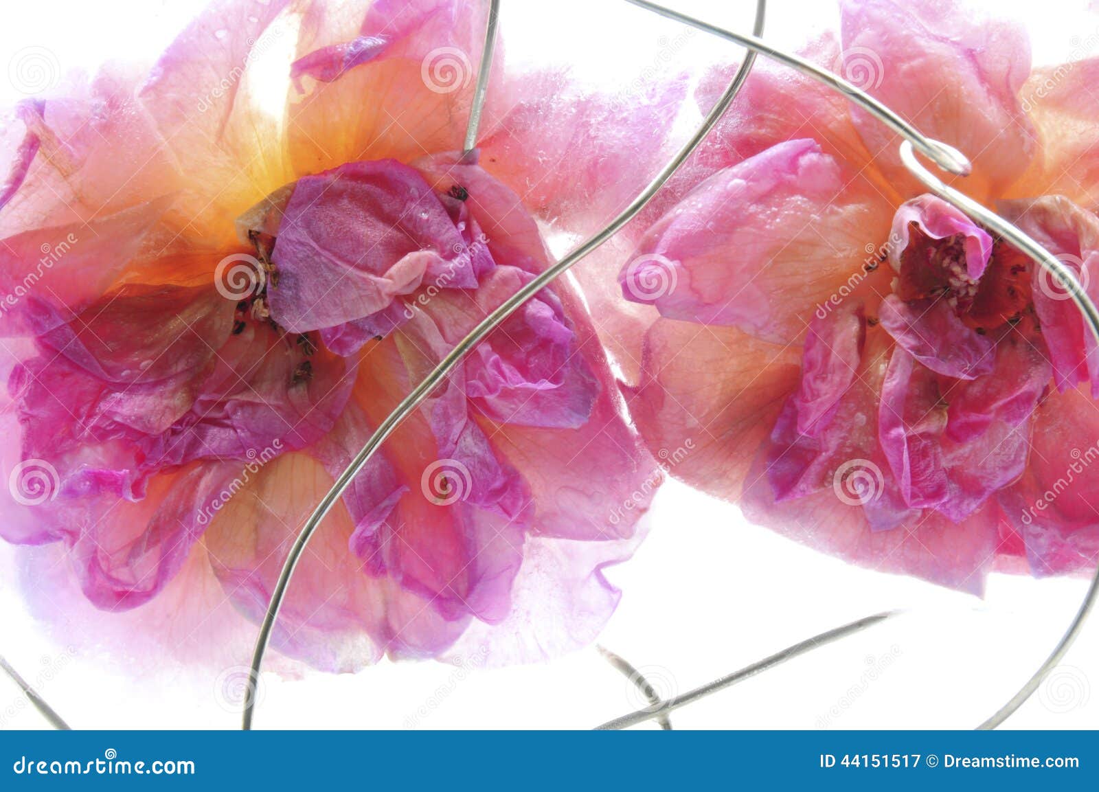 Frozen Roses and Wire stock image. Image of twisted, shadow - 44151517