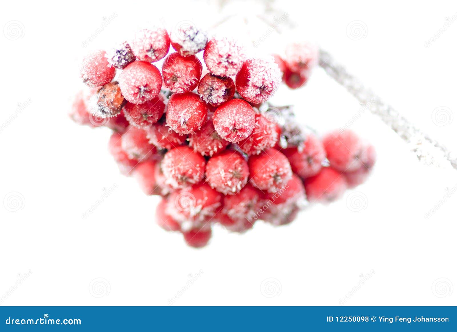 Rowan Berries, Sorbus Aucuparia, Tree Also Called Rowan And Mountain ...