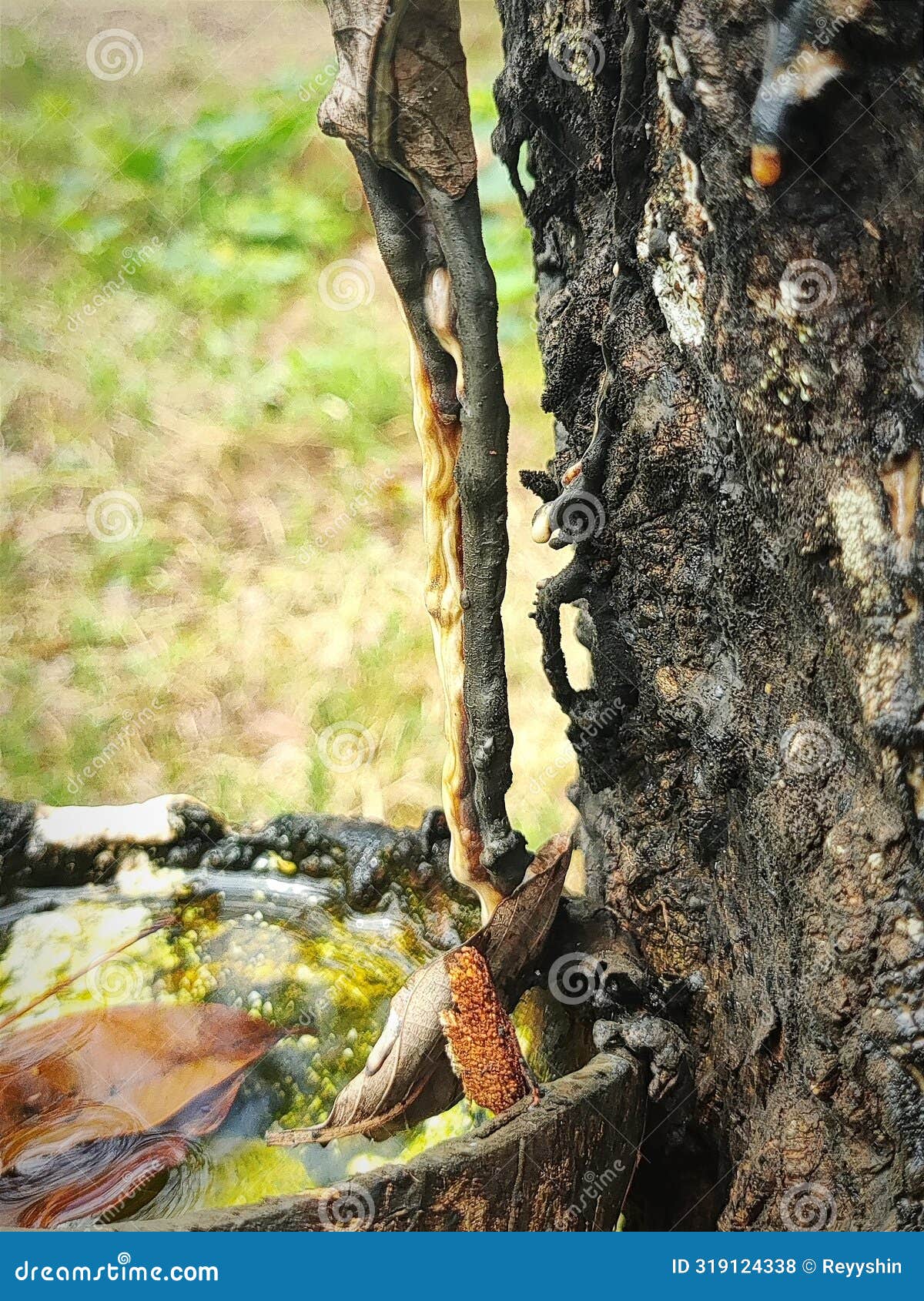 Frozen Rubber Latex and Puddles of Water Stock Photo - Image of latex ...