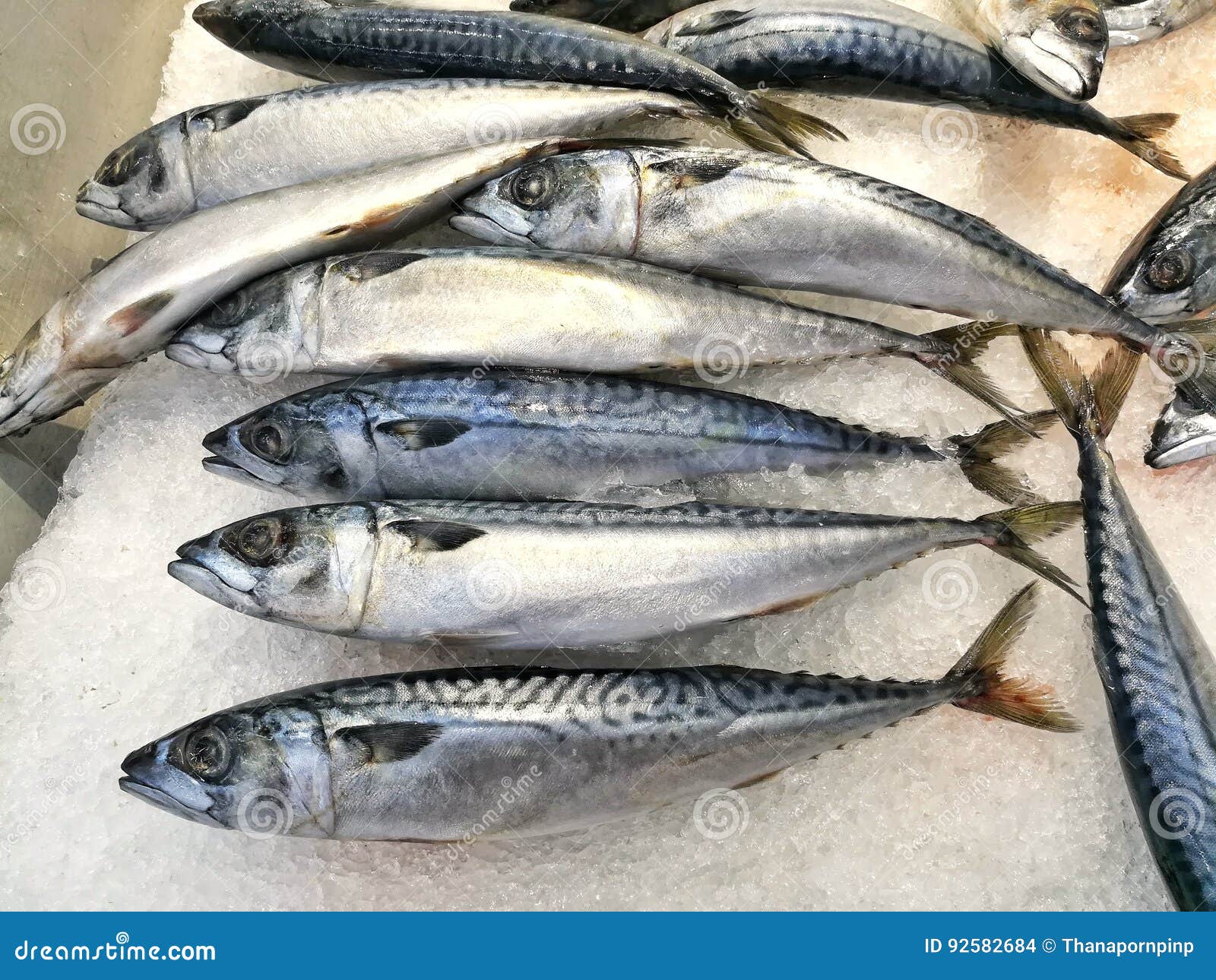 Frozen Saba fish on ice. stock photo. Image of freshness - 92582684