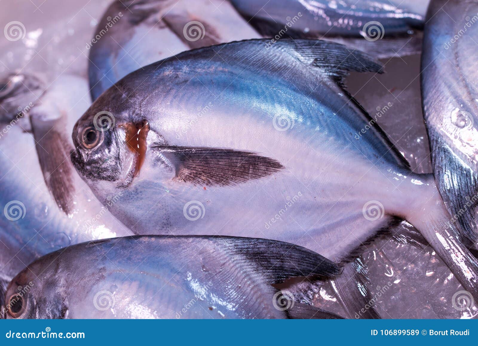 Frozen sea fish stock image. Image of fishing, fish - 106899589