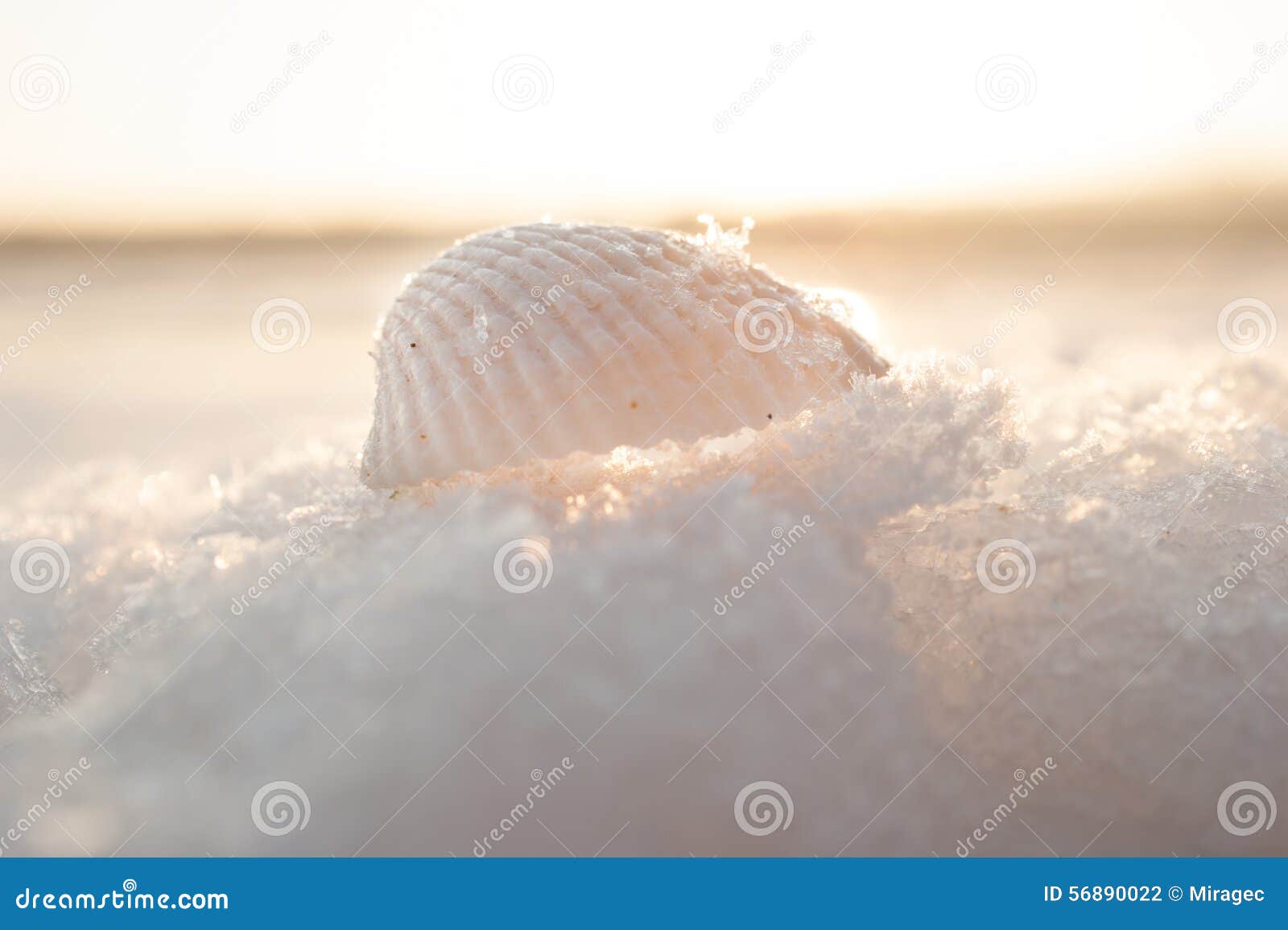 Frozen Sea Shell stock photo. Image of coast, travel - 56890022