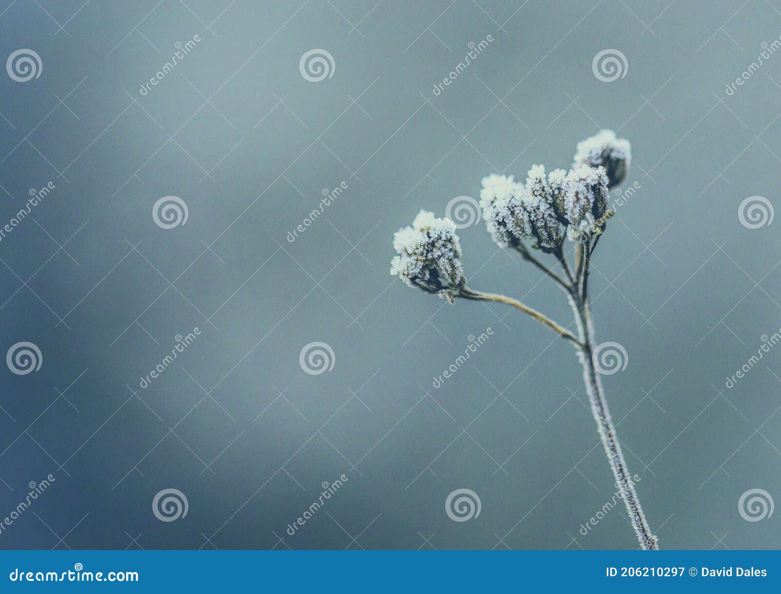 Frozen Seed Heads on a Blue Background. Stock Image - Image of flower ...