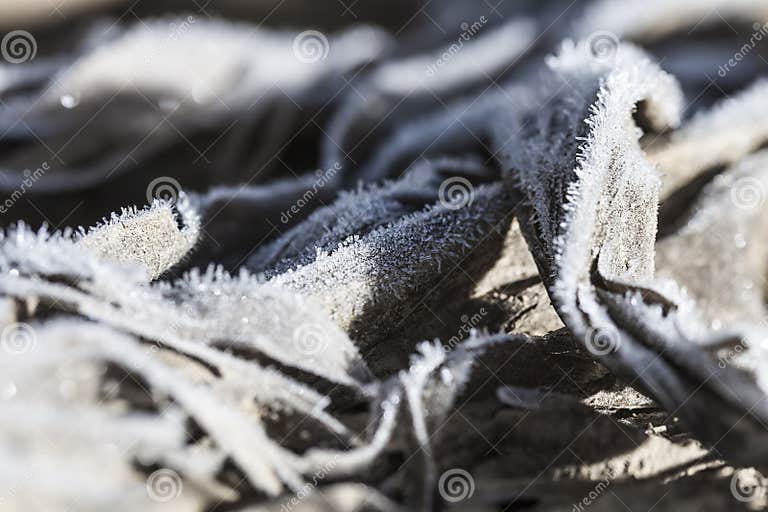 Frozen shapes stock image. Image of light, form, leaf - 38398451