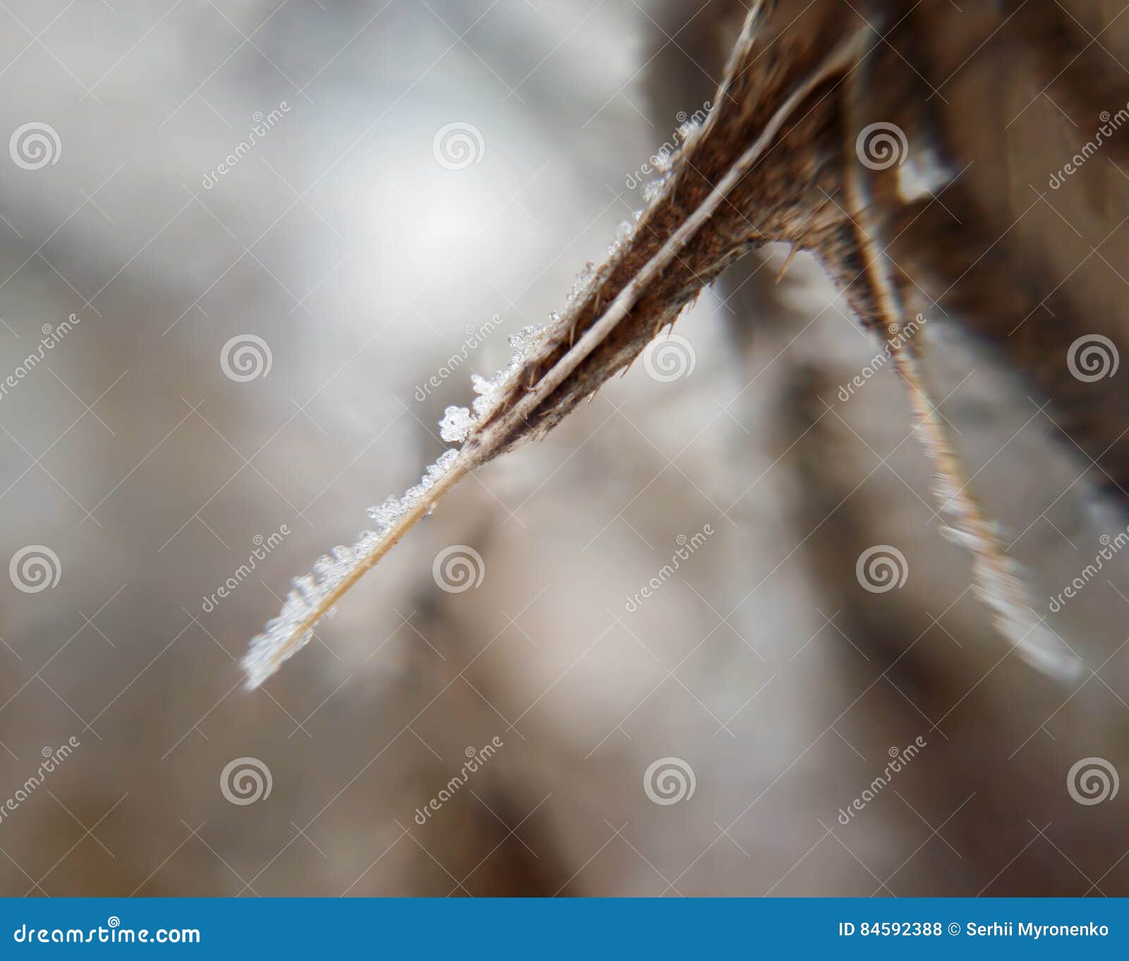Frozen sharp barb macro stock photo. Image of plant, snowflakes - 84592388