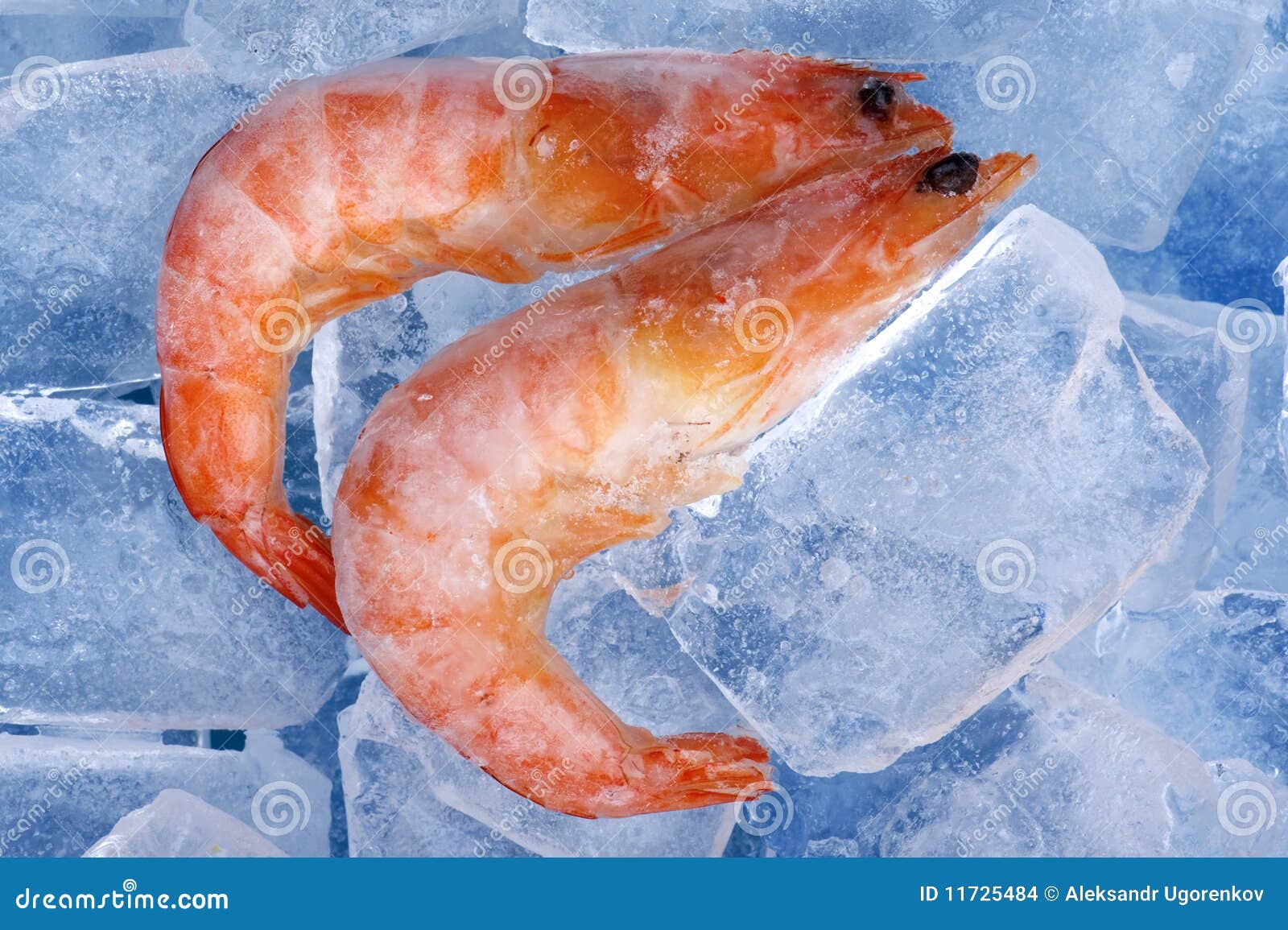 Frozen shrimp on blue stock photo. Image of fish, diet - 11725484