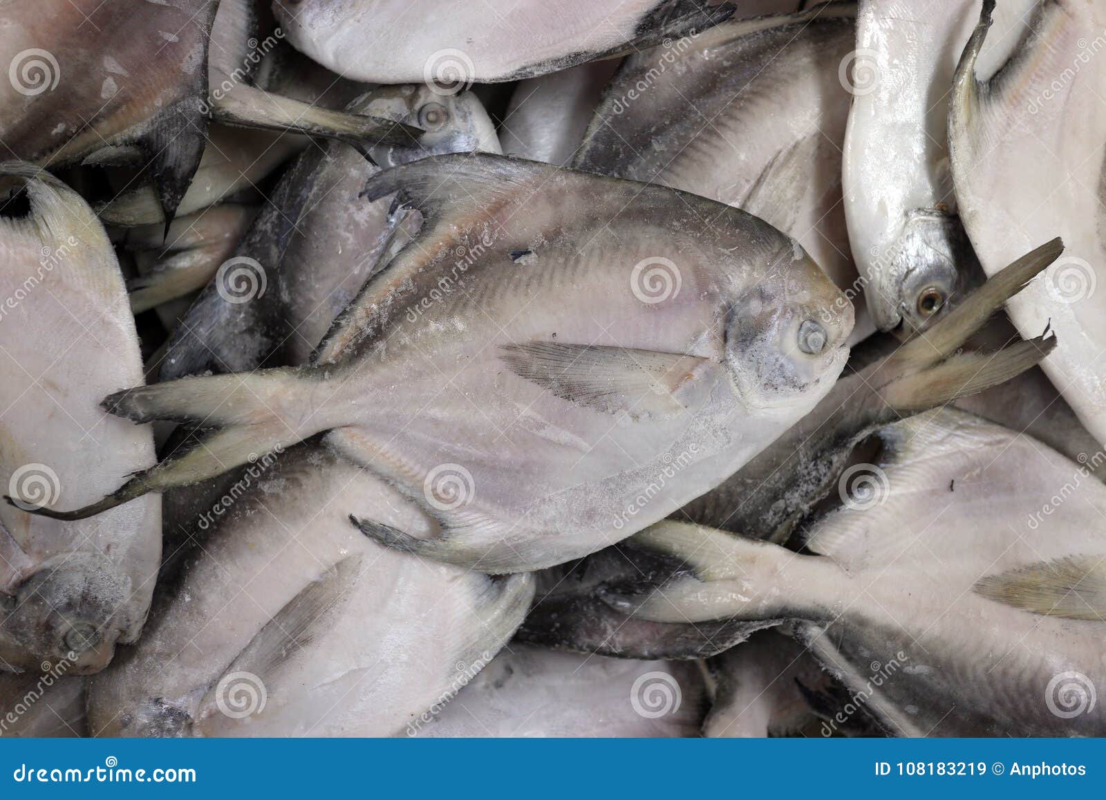 Silver pompret fish stock image. Image of prompret, silver - 108183219