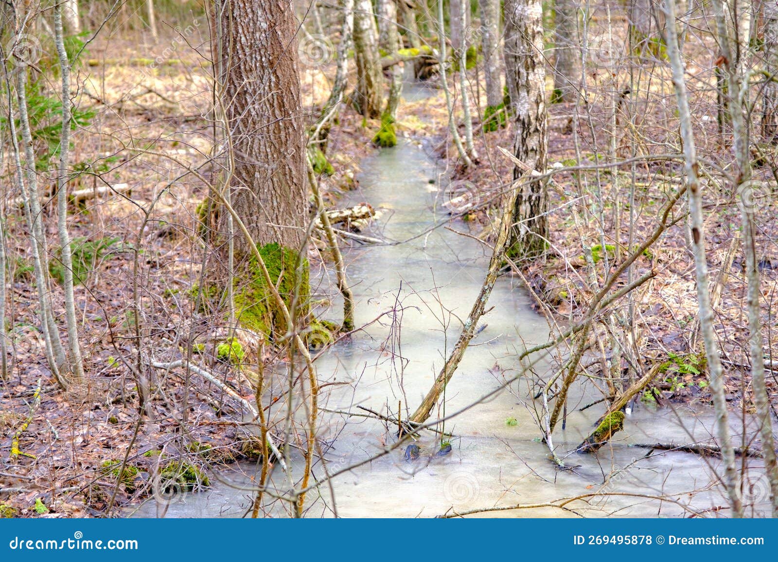 A Frozen Small Ditch in the Forest between the Trees in Spring Stock ...