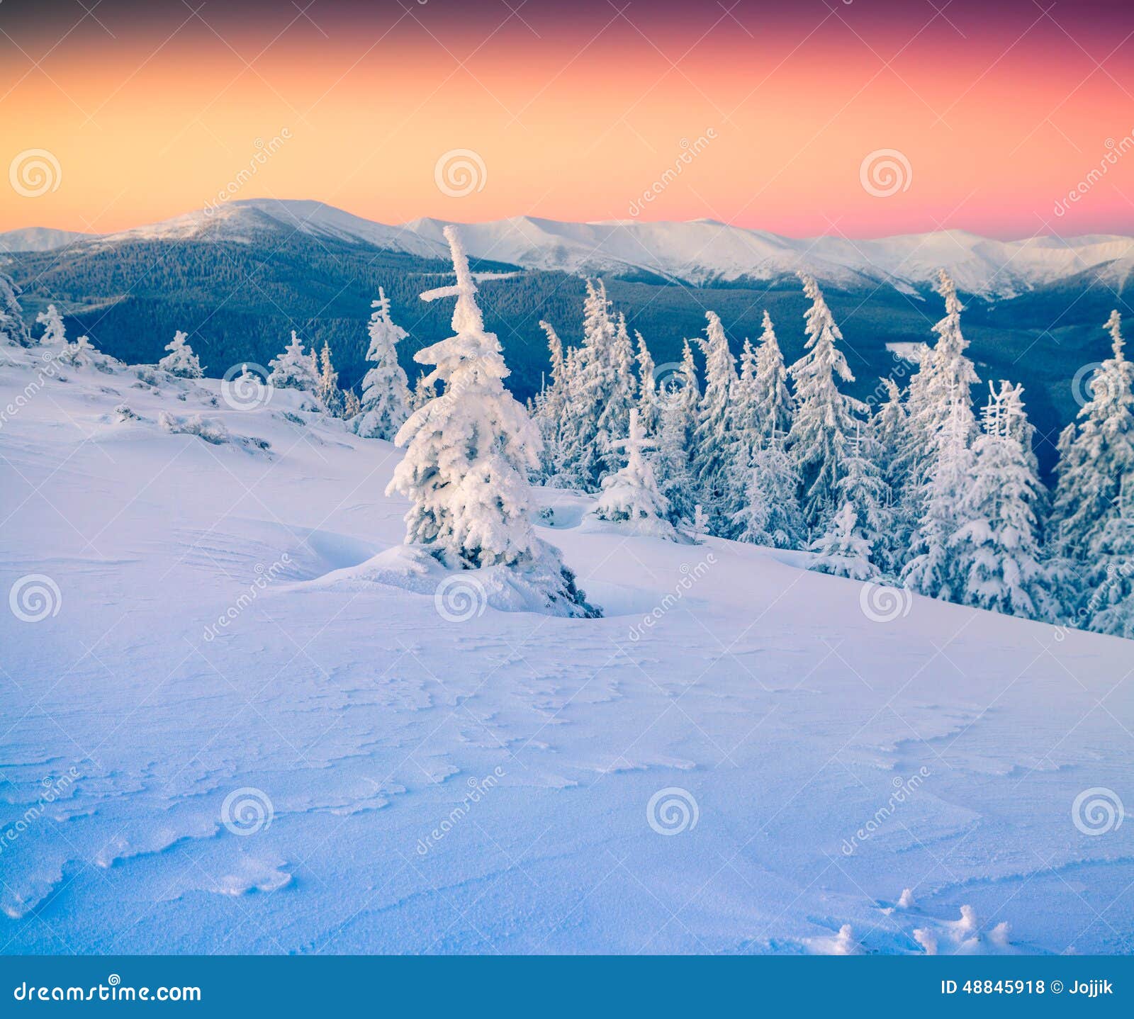 Frozen Small Fir Tree in Winter Mountains Stock Photo - Image of slope ...