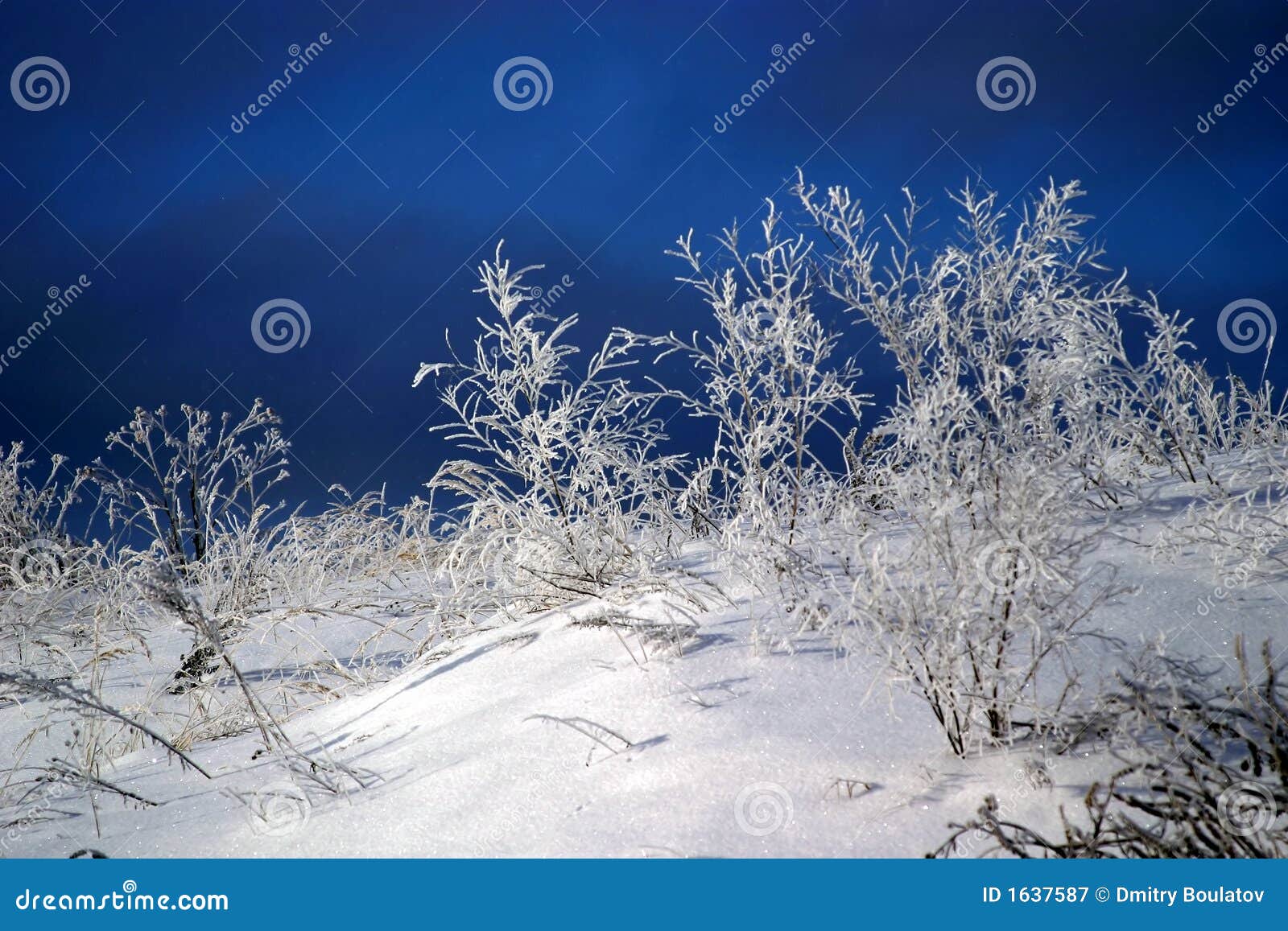 Frozen snow on grass stock image. Image of greeting, magical - 1637587