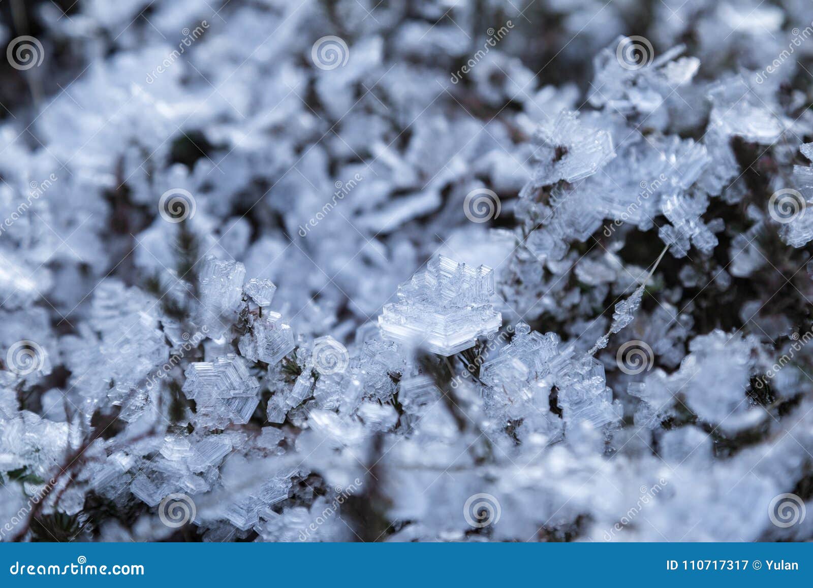 Frozen Snowflake on Tree Branche Stock Image - Image of frozen, snow ...