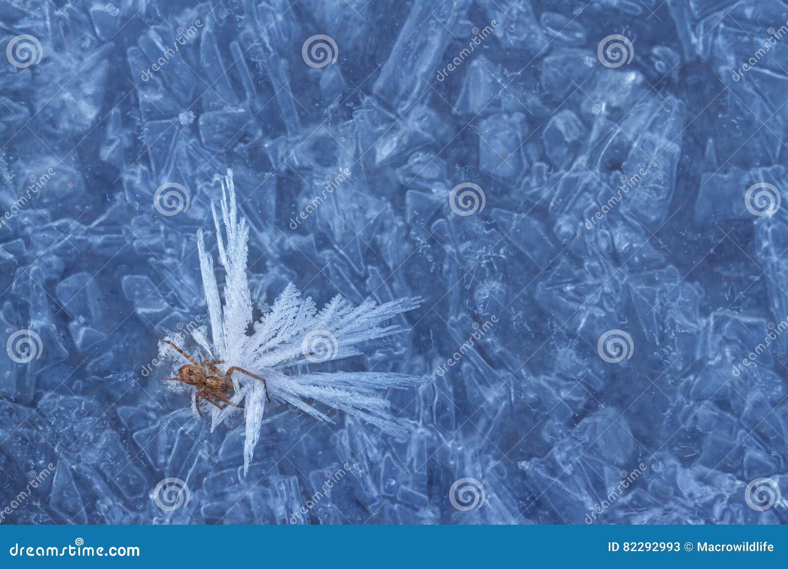 Frozen Spider on Ice in Winter Stock Image - Image of insect, macro ...