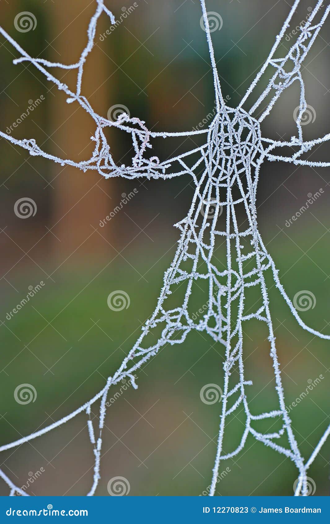 Frozen Spider web stock image. Image of legs, spiders - 12270823