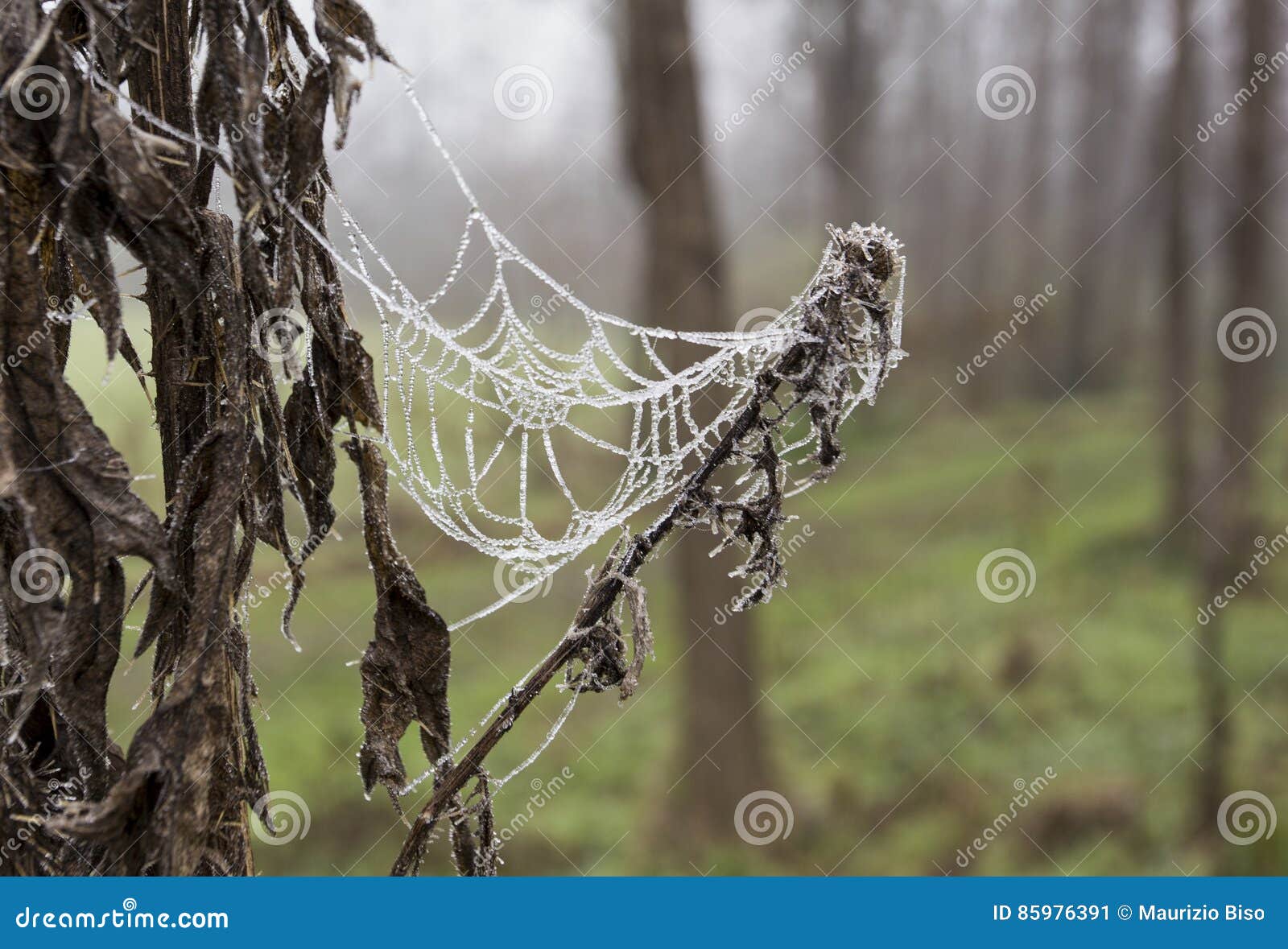 Frozen spider web stock image. Image of frozen, cool - 85976391