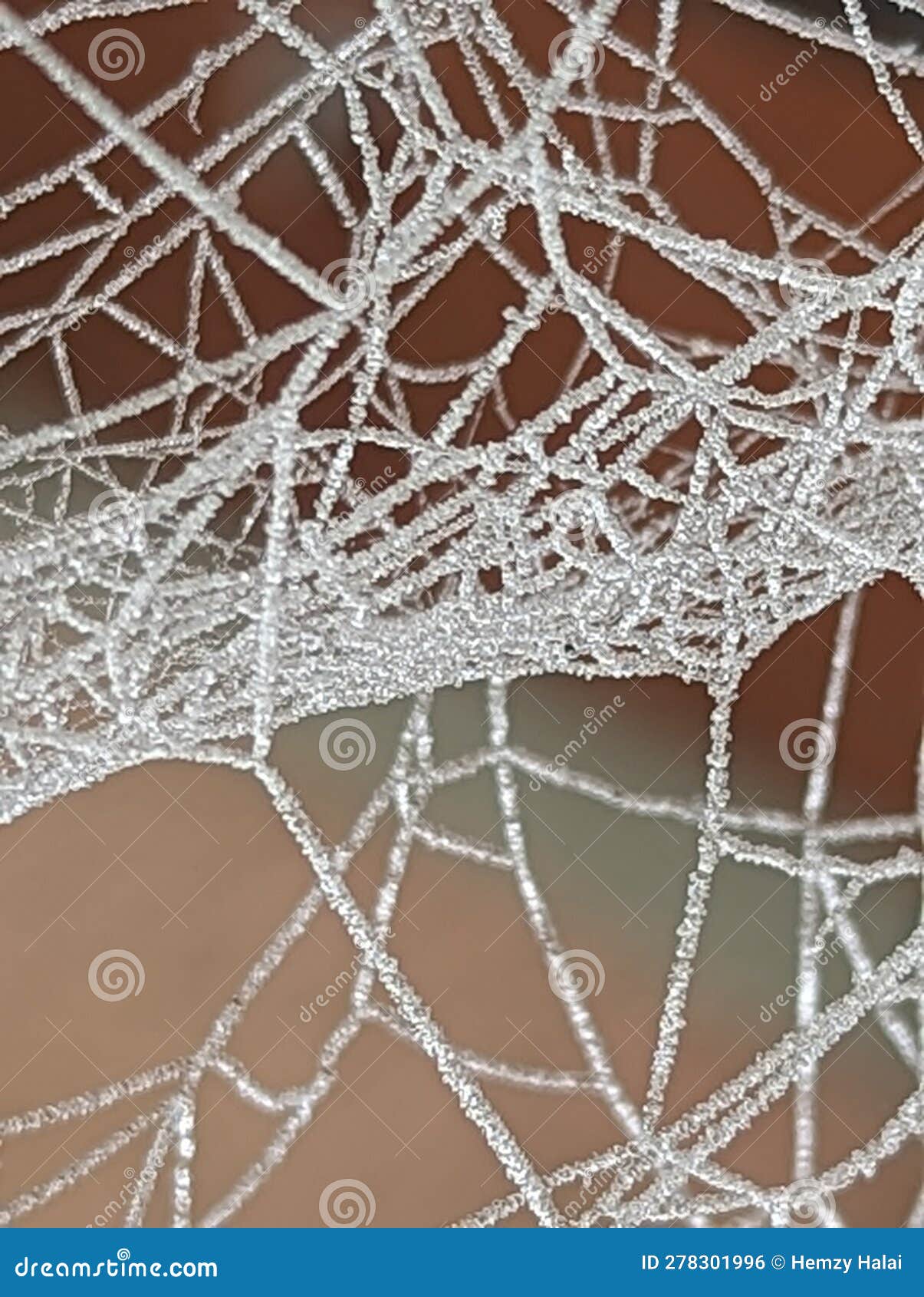 Frozen spider web stock photo. Image of fine, details - 278301996
