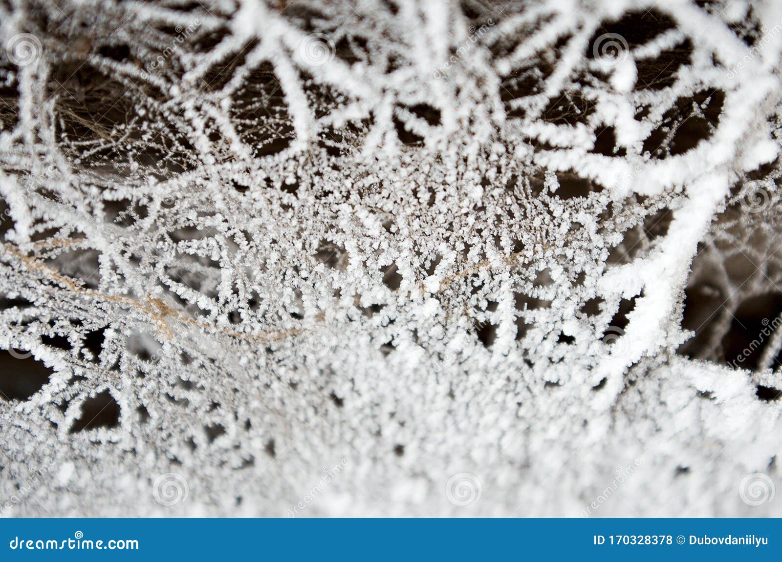 Frozen spider web stock photo. Image of detail, macro - 170328378