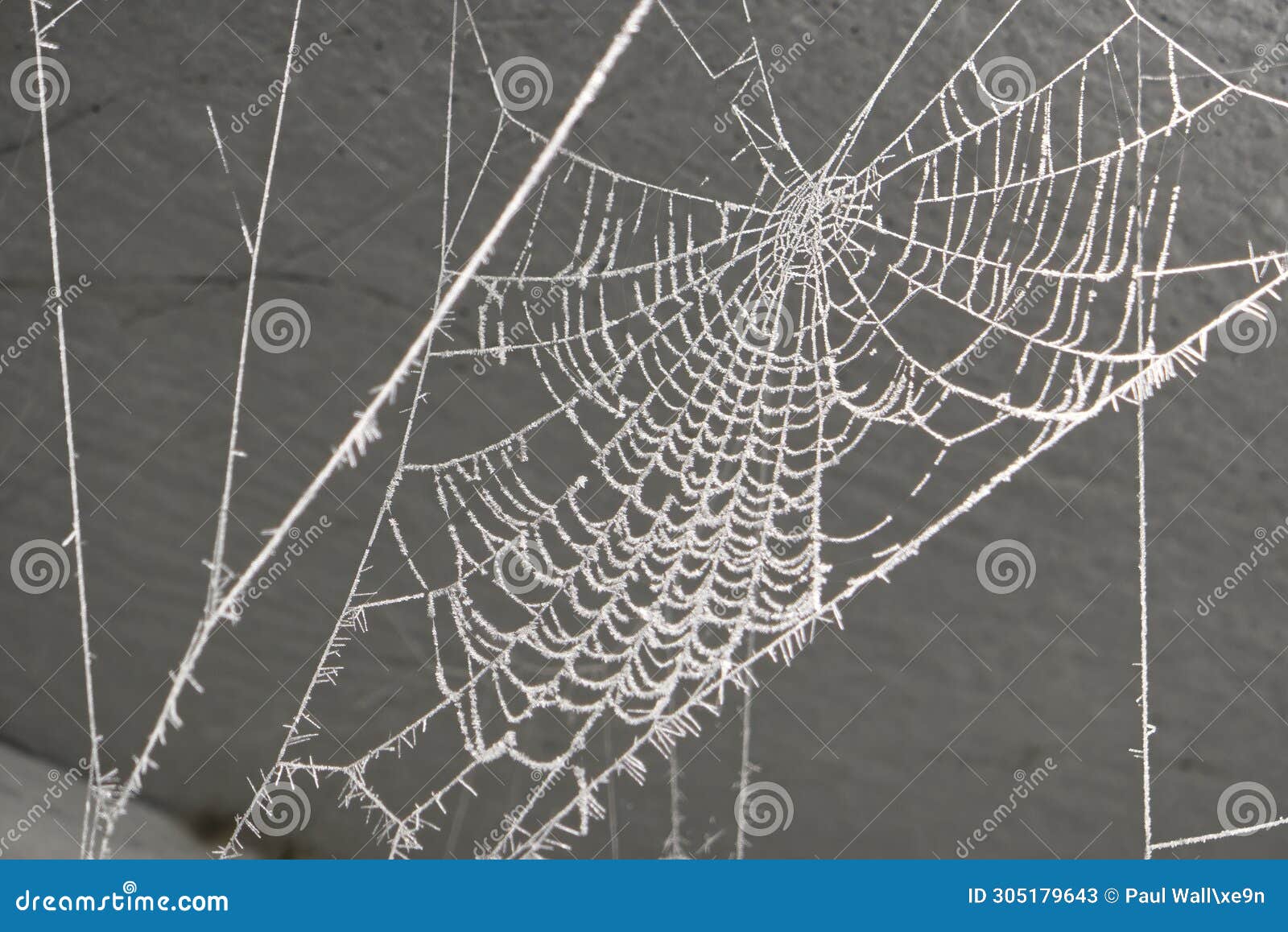 Spider On The Ceiling Stock Photo | CartoonDealer.com #92521170