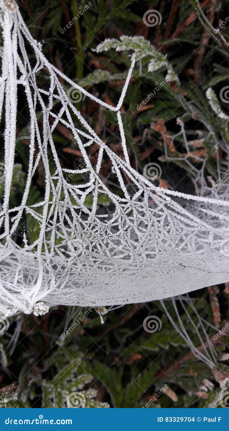 Frozen spider web stock photo. Image of frozen, spider - 83329704